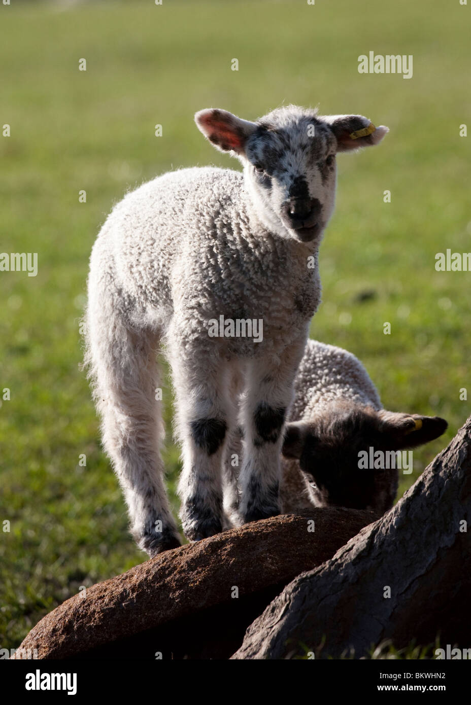 Adorable spring lambs hi-res stock photography and images - Alamy