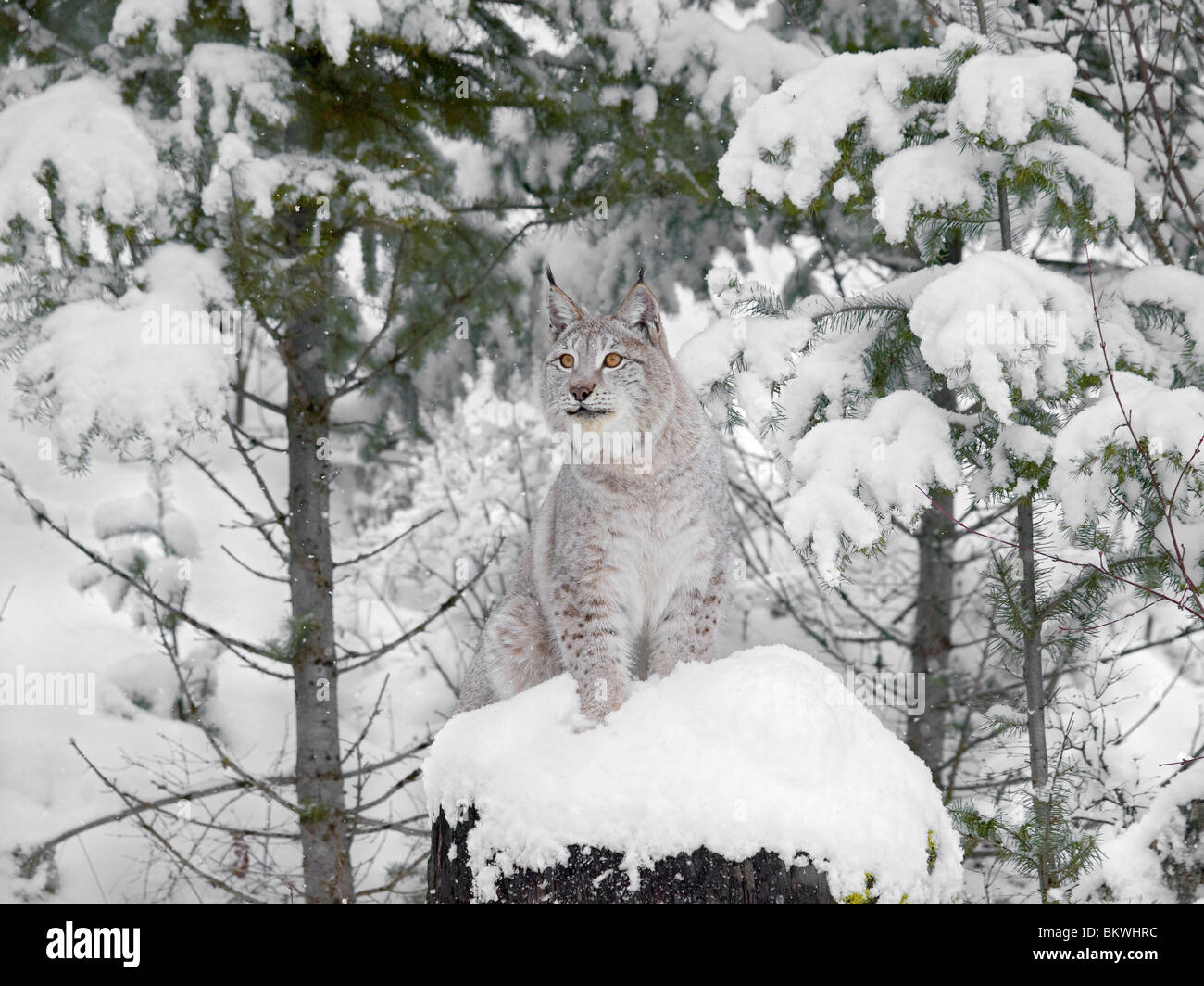 Lynx forest hi-res stock photography and images - Alamy