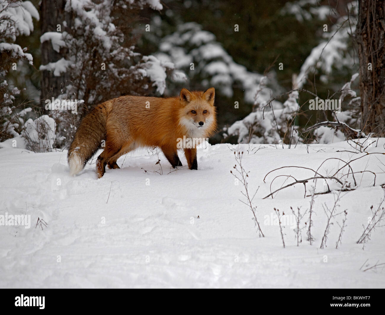 Red fox in the forest hi-res stock photography and images - Alamy