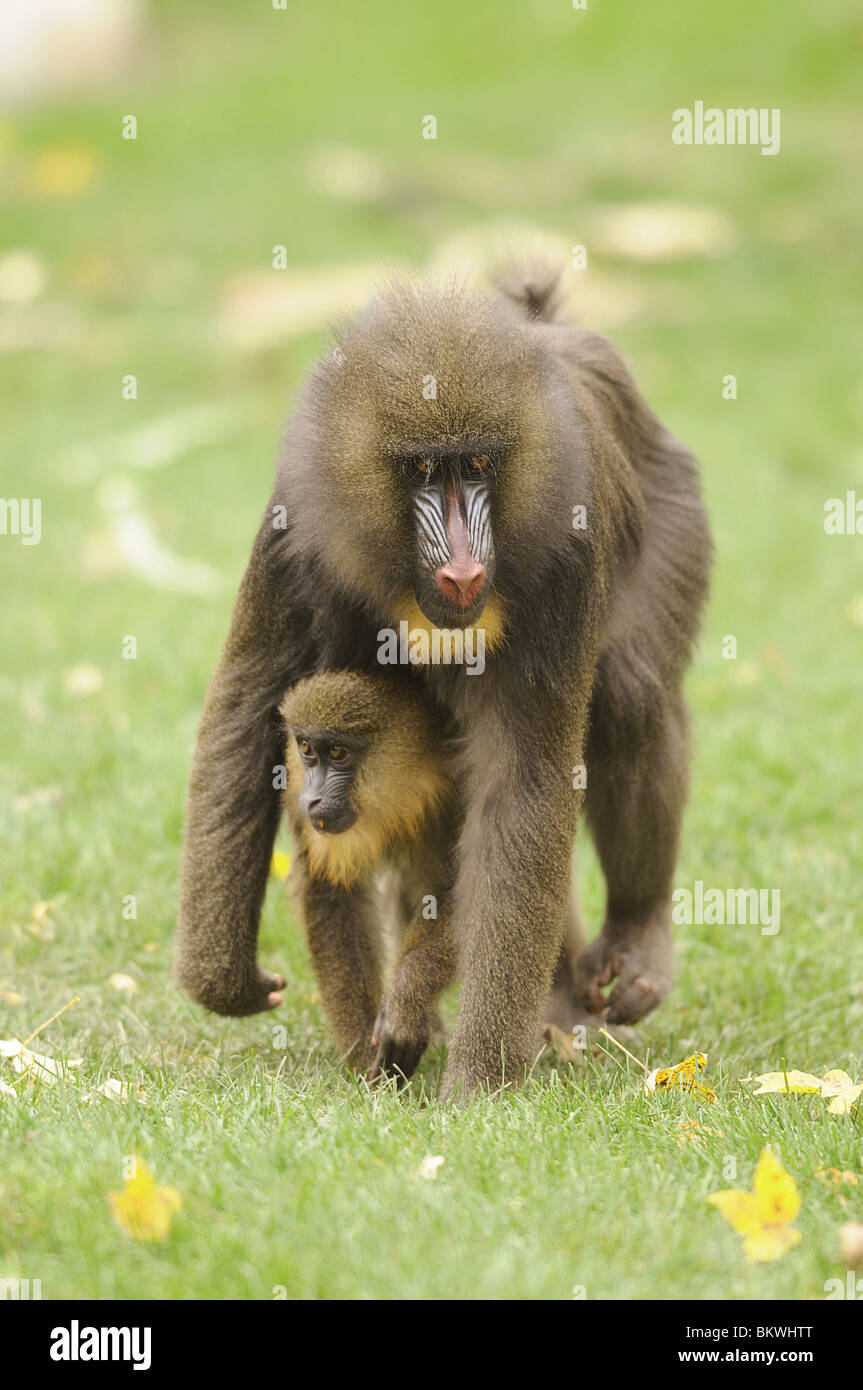 Walking mandrill hi-res stock photography and images - Alamy