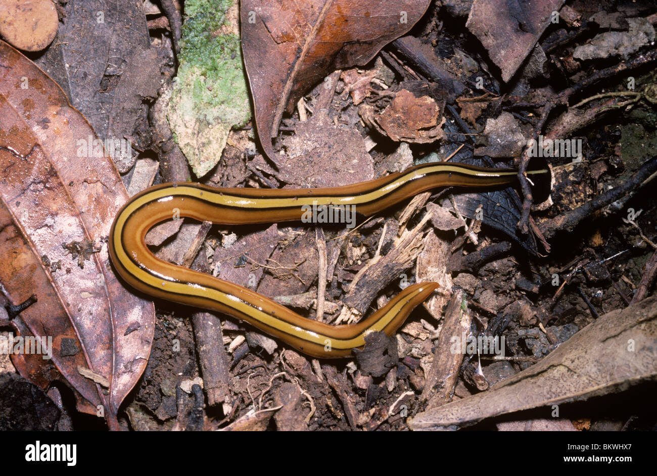 Terrestrial flatworm or planarian crawling across damp leaves on the ...