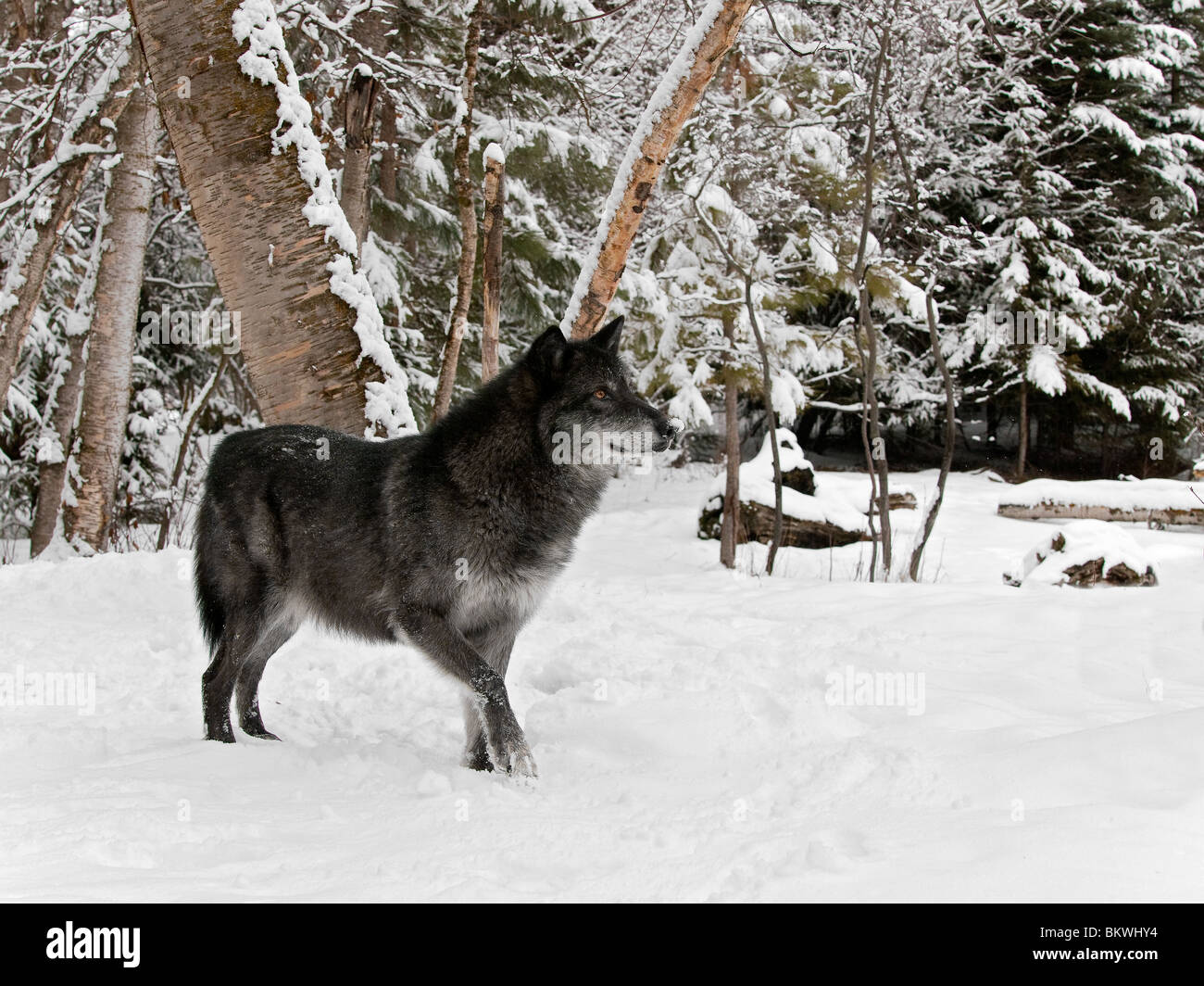 Black Wolf In Snow
