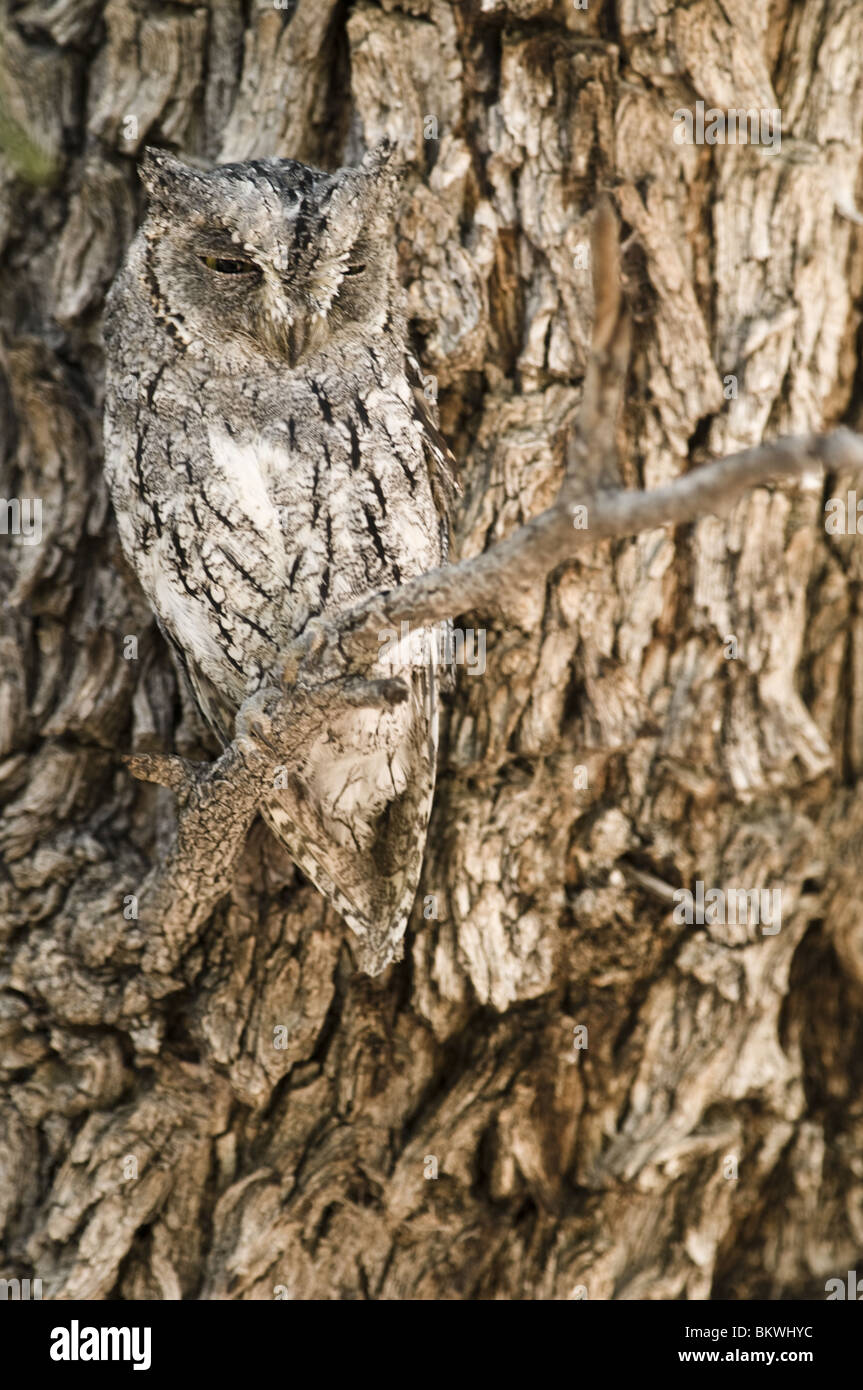 African owl hi-res stock photography and images - Alamy
