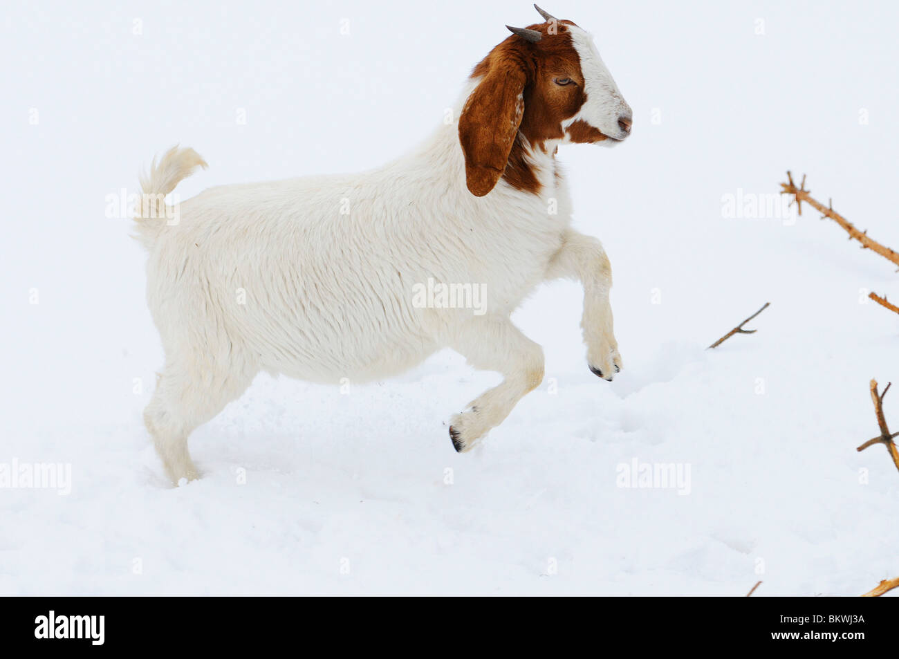 domestic goat snow Stock Photo - Alamy