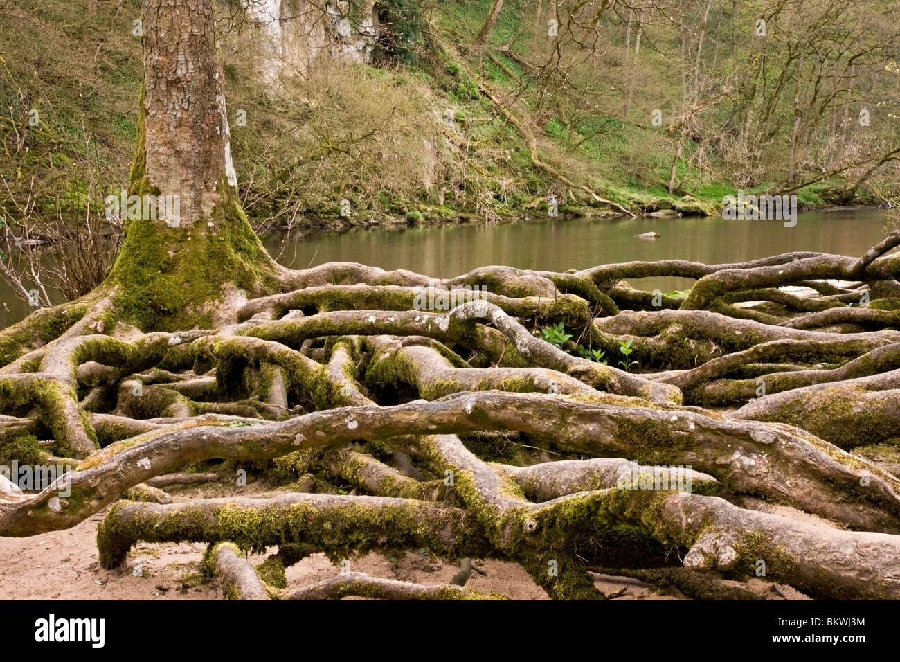 Exposed tree roots river bank hi-res stock photography and images - Alamy