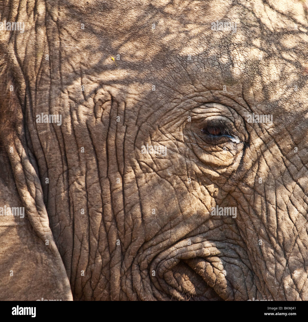 African elephant eye hi-res stock photography and images - Alamy