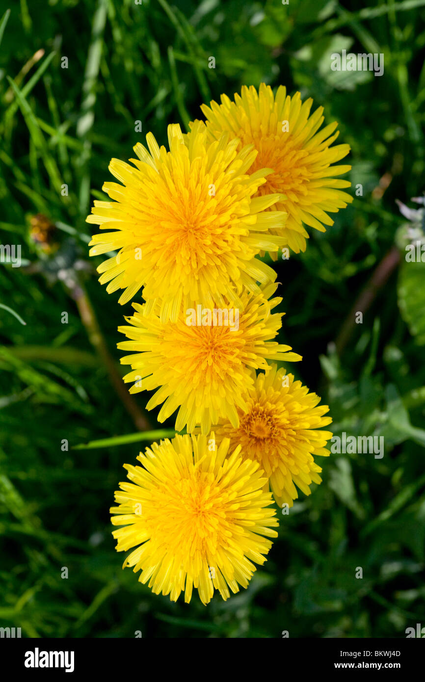Dandelions flowers hi-res stock photography and images - Alamy