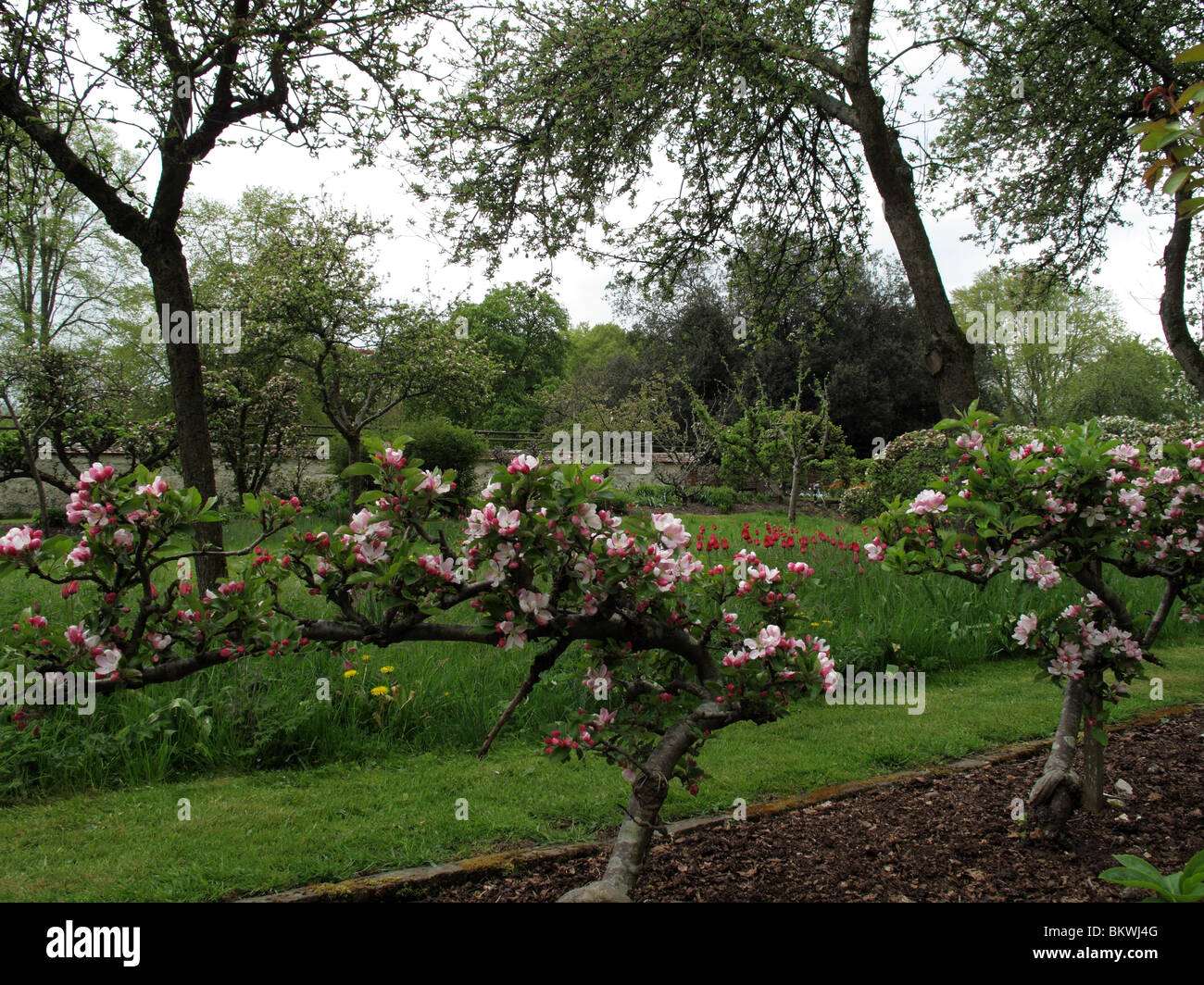 Orchard grass hi-res stock photography and images - Alamy