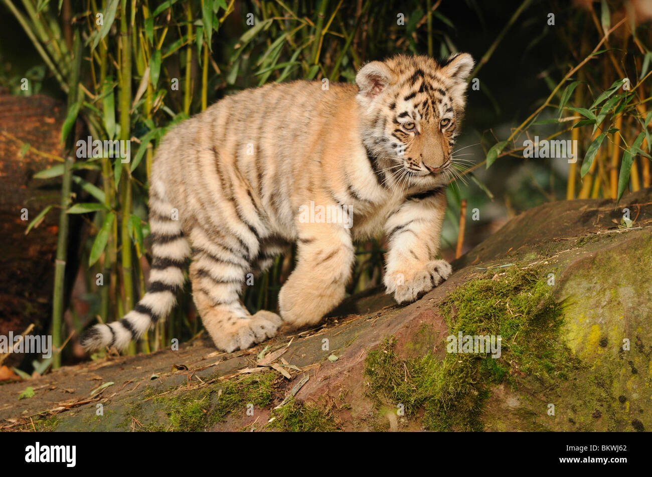 Young tiger cub walk hi-res stock photography and images - Alamy