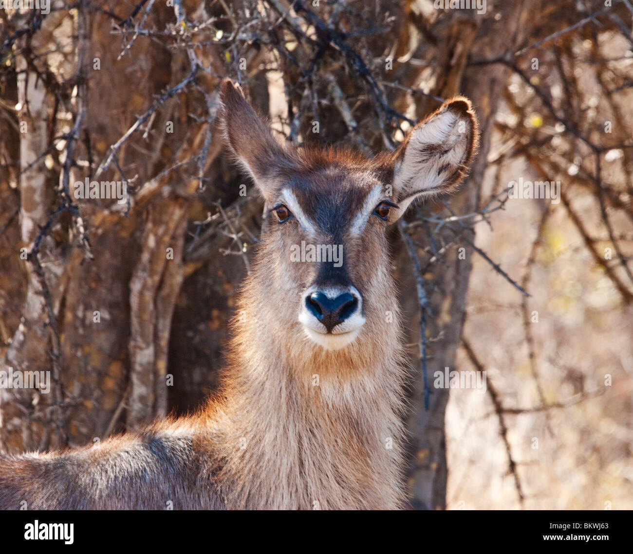Waterbuck head hi-res stock photography and images - Alamy
