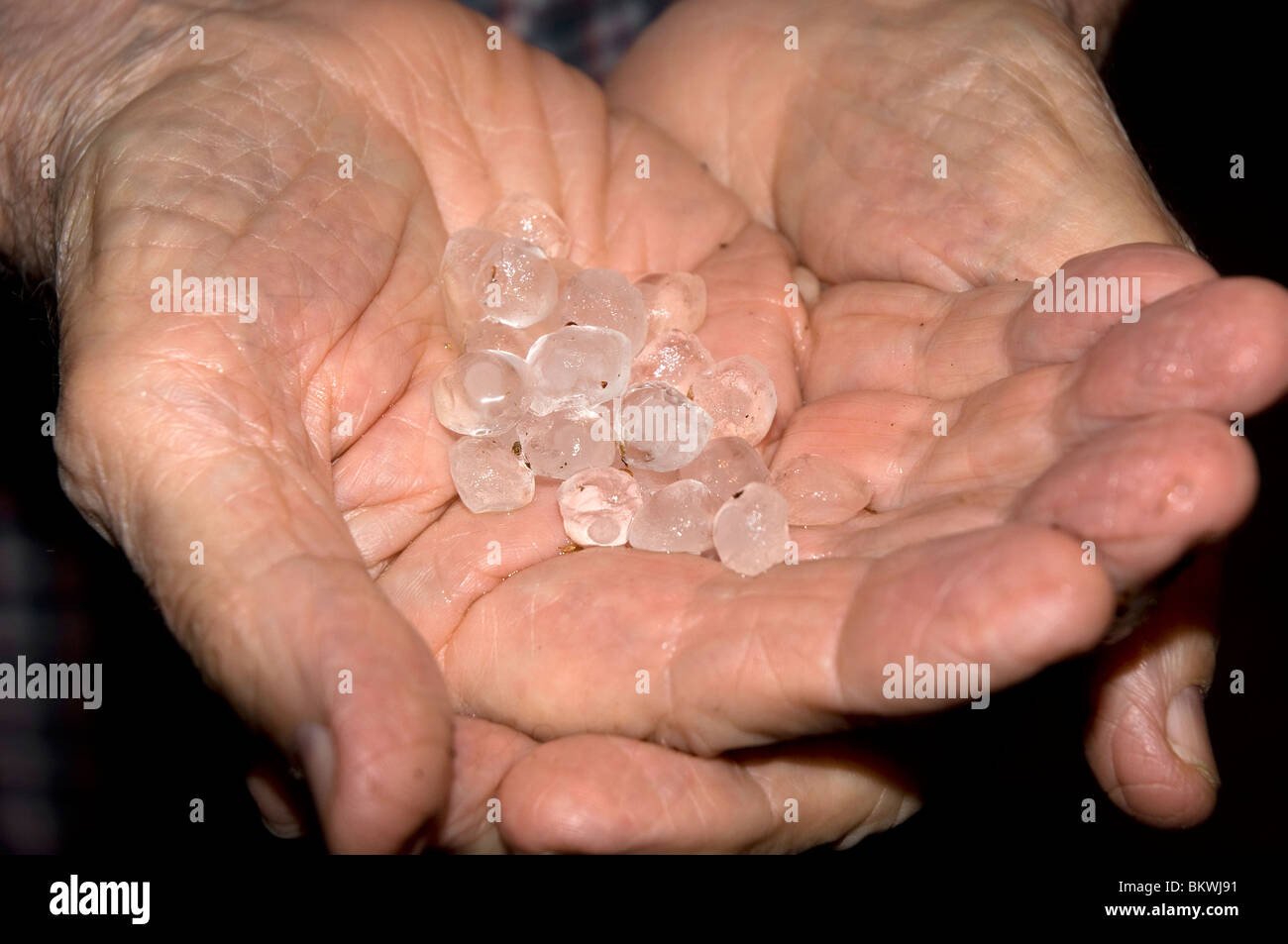 man holding marble sized hail from storm in hands Stock Photo - Alamy