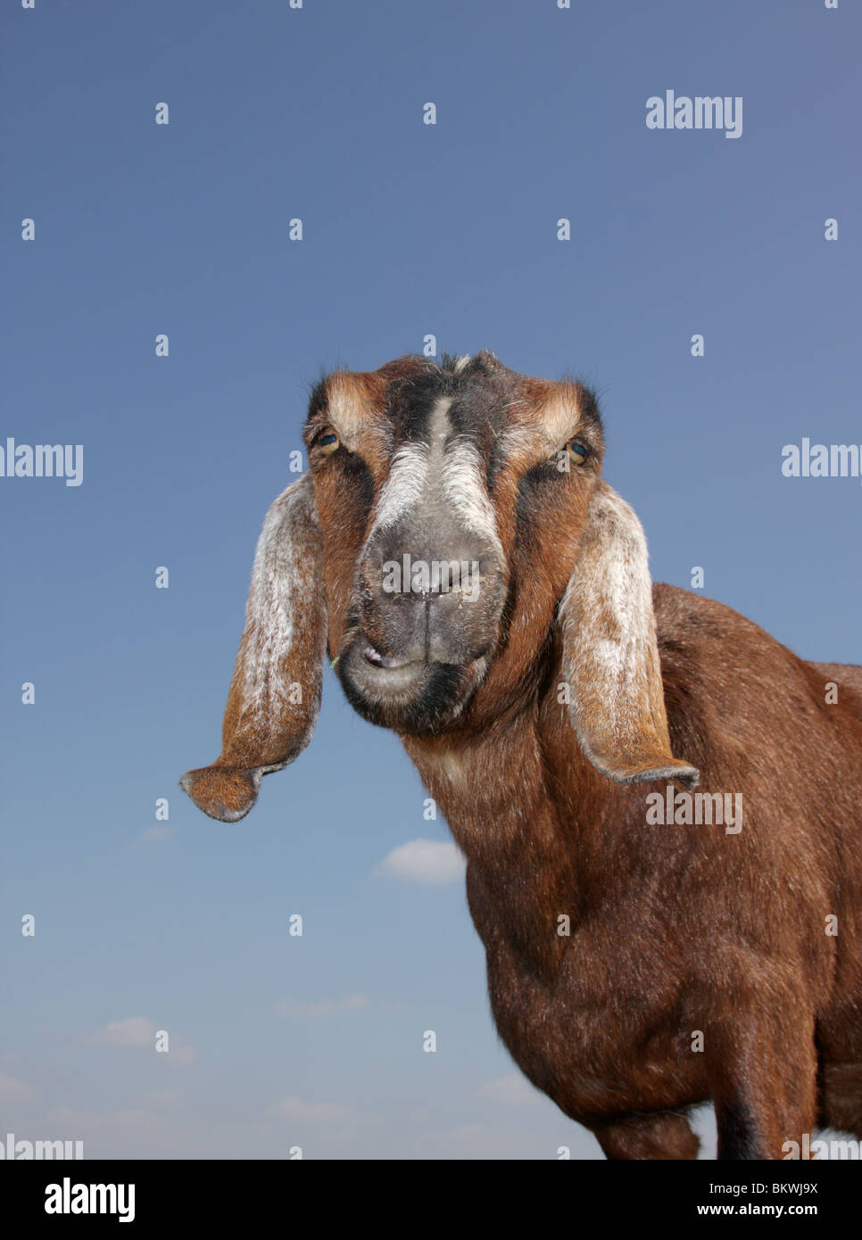 Ugly face animal hi-res stock photography and images - Alamy