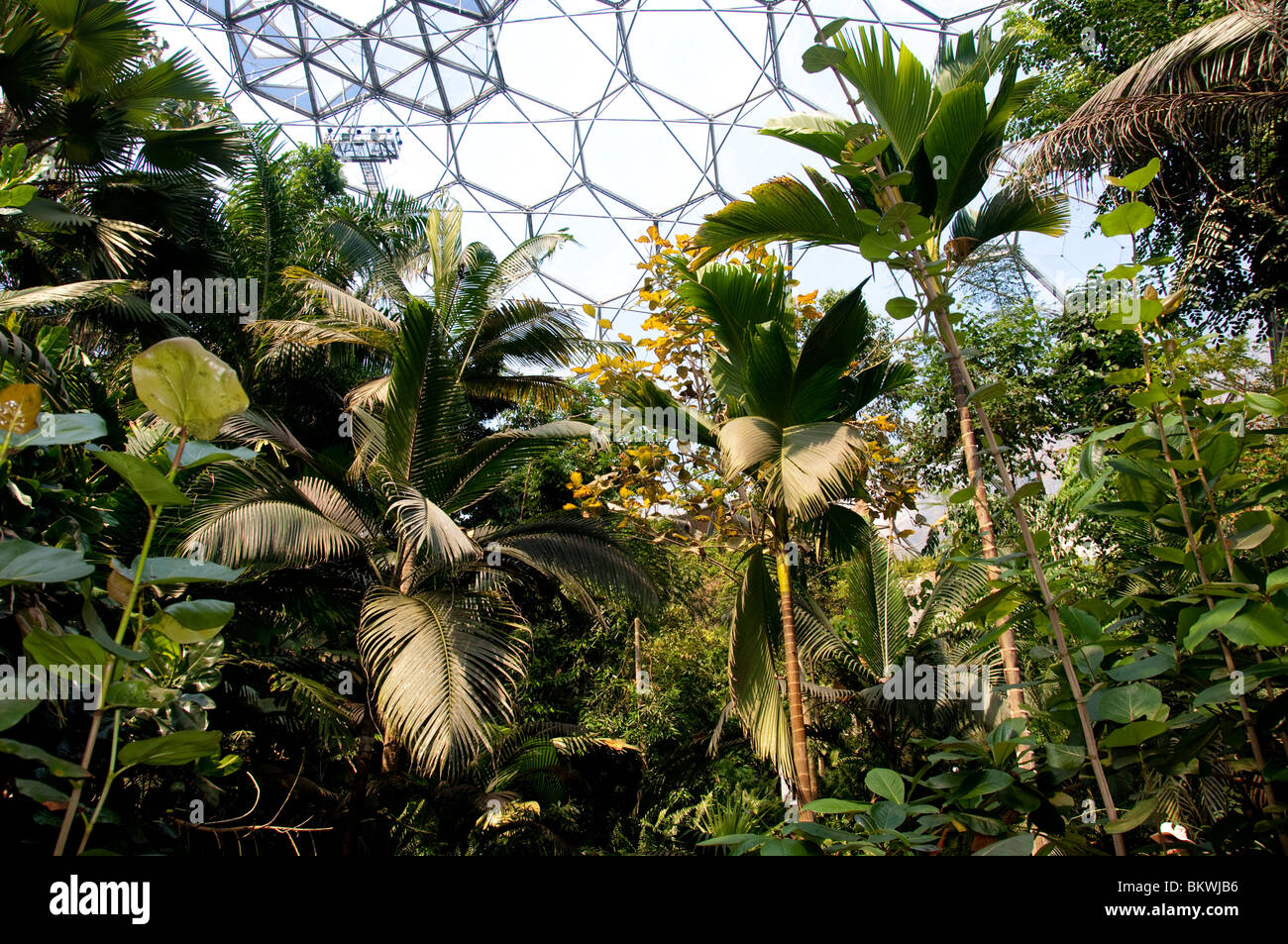 An image of various tropical plants inside the Tropical Biome at The ...