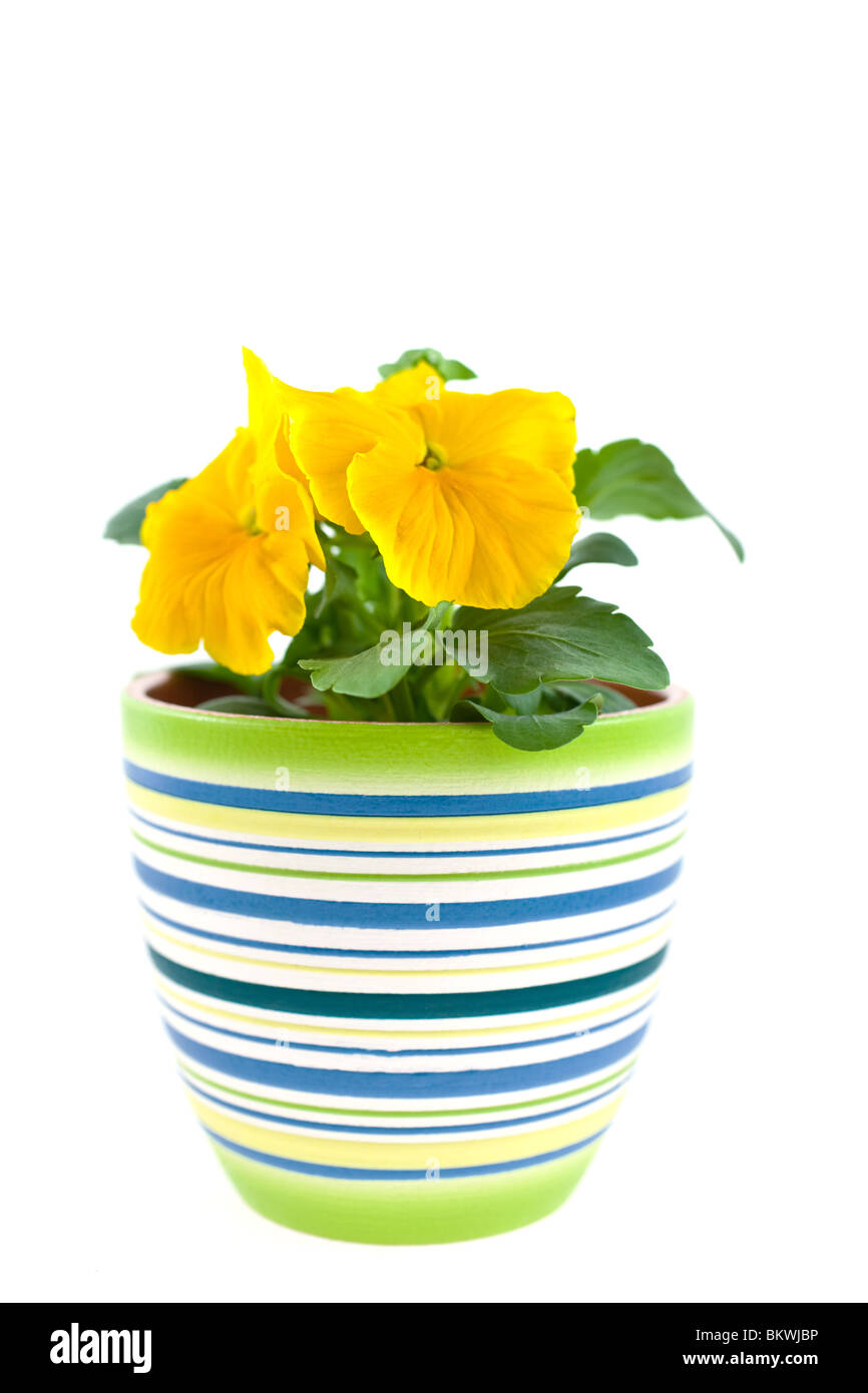 yellow pansy's sprout in striped ceramic pot isolated on a white ...