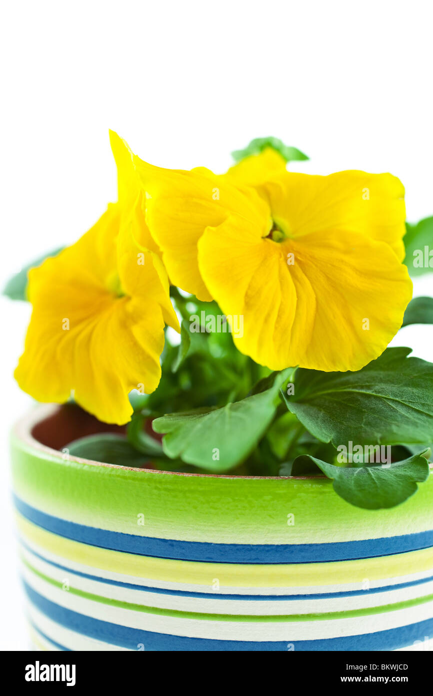 yellow pansy's sprout in striped ceramic pot on a white background ...