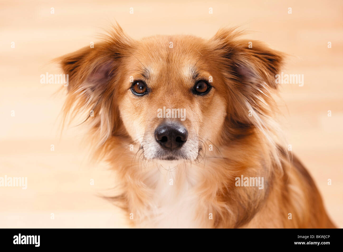 Mixed-breed dog. Portrait of adult Stock Photo - Alamy