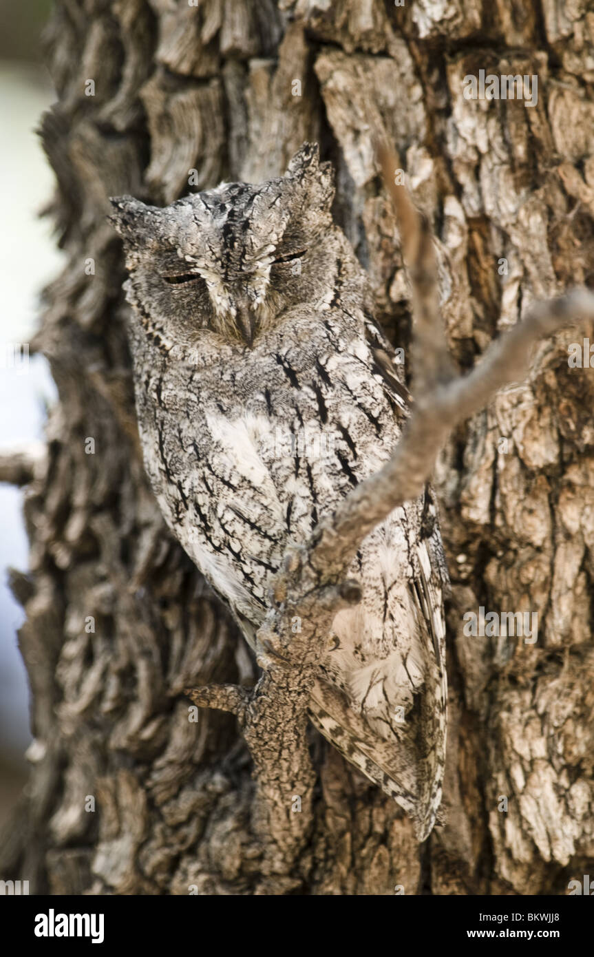 African scops owl hi-res stock photography and images - Alamy