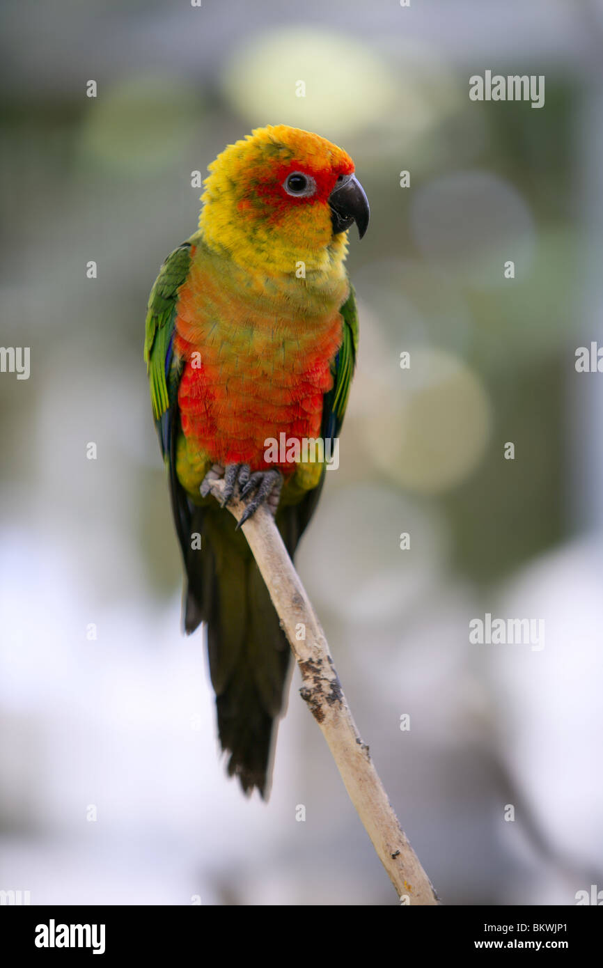 Aratinga solstitialis called Sun Conure little parrot Stock Photo - Alamy