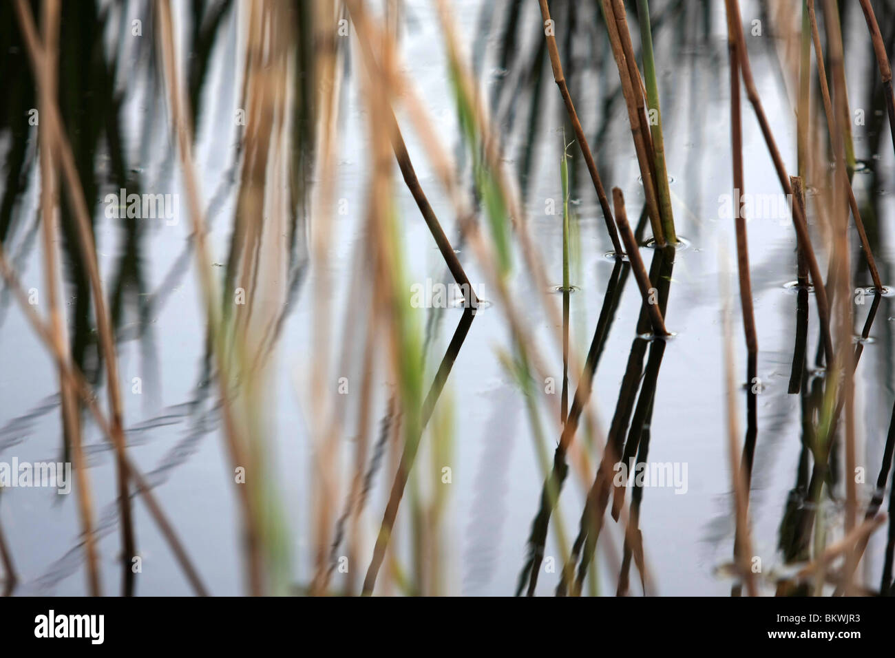 Reflections of reeds in river hi-res stock photography and images - Alamy