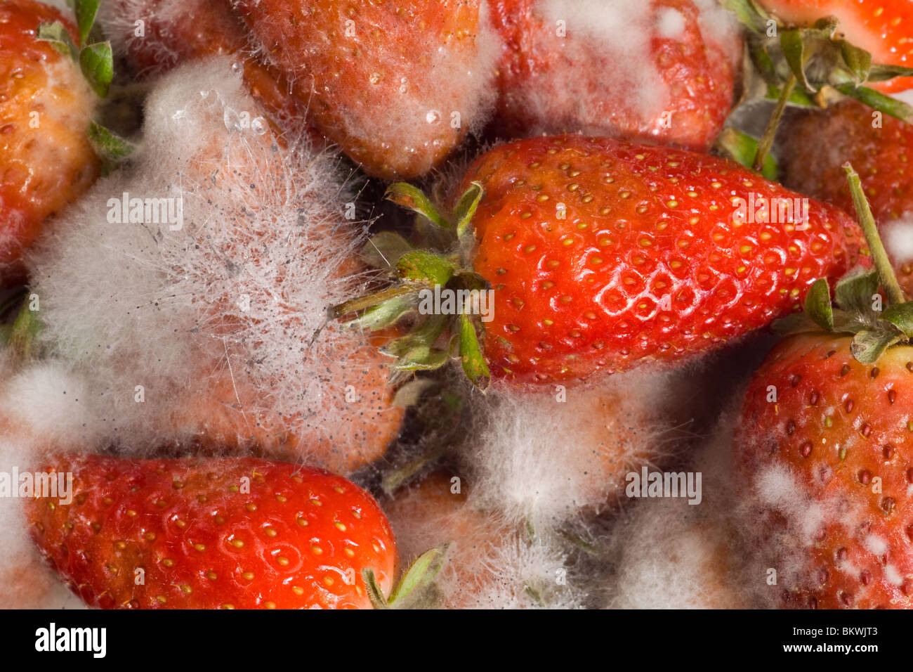 Fit to mould hi-res stock photography and images - Alamy