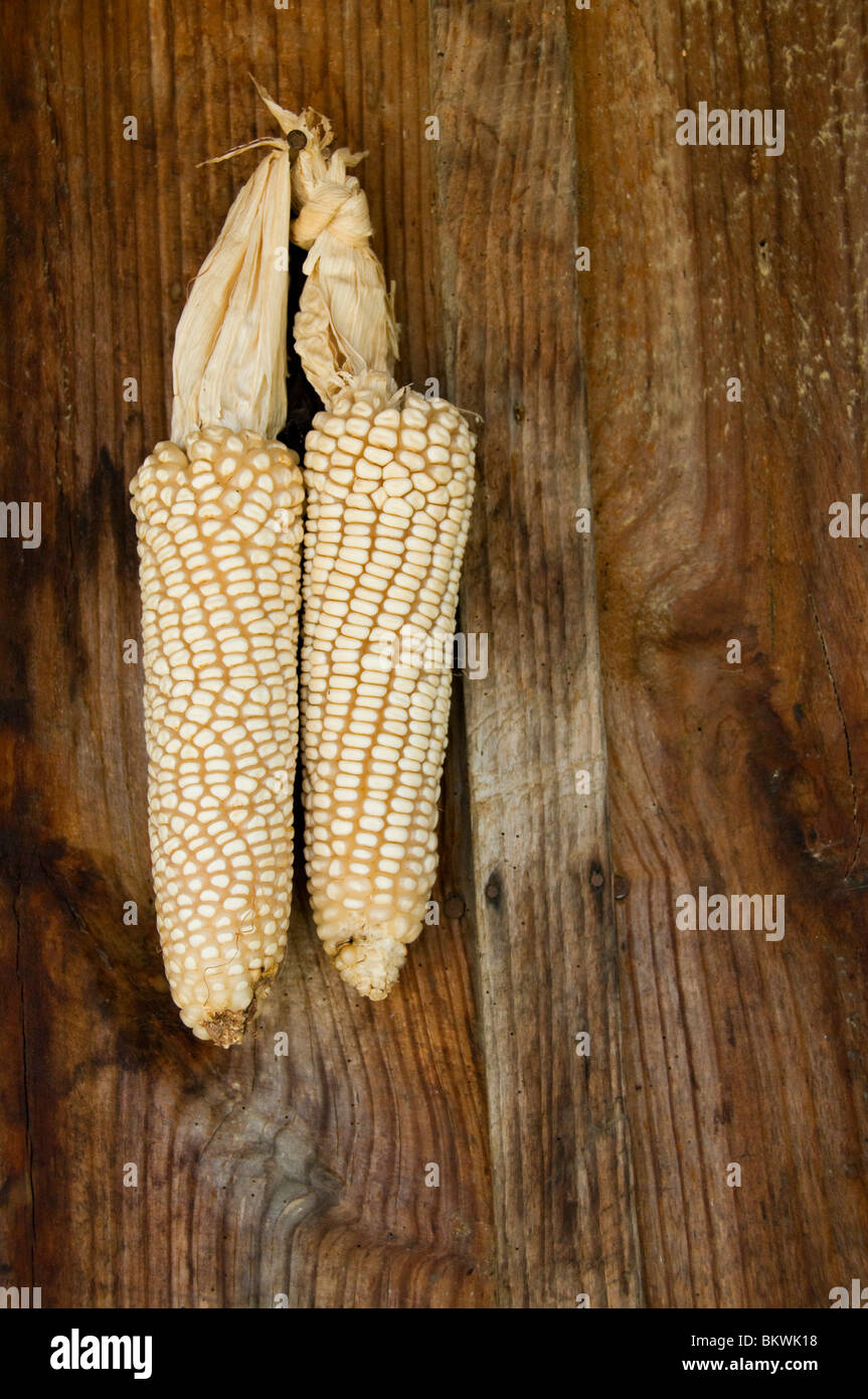 Dried corn door hi-res stock photography and images - Alamy