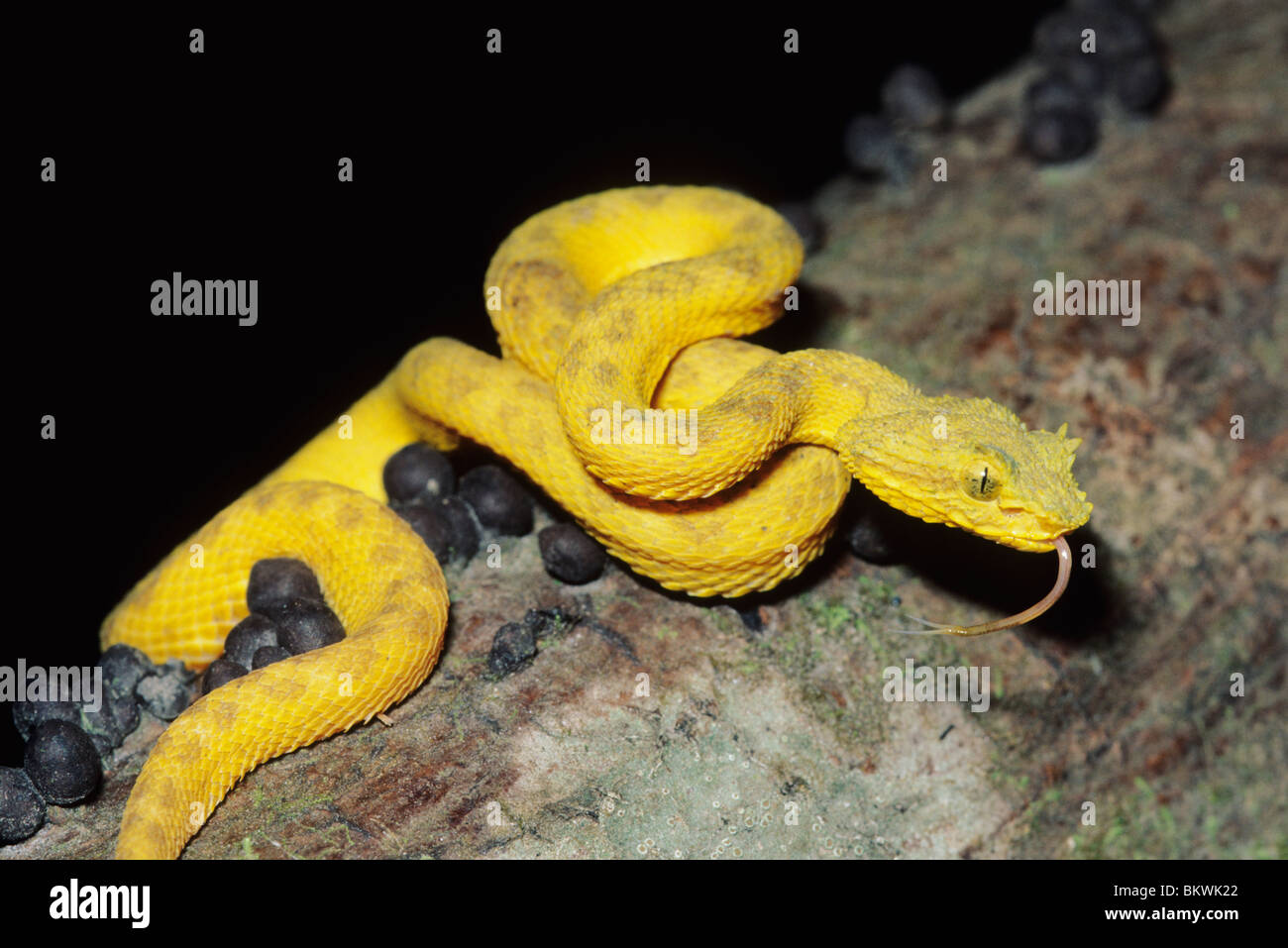 Eyelash Viper, (Bothrops schlegelii), Costa Rica Stock Photo - Alamy