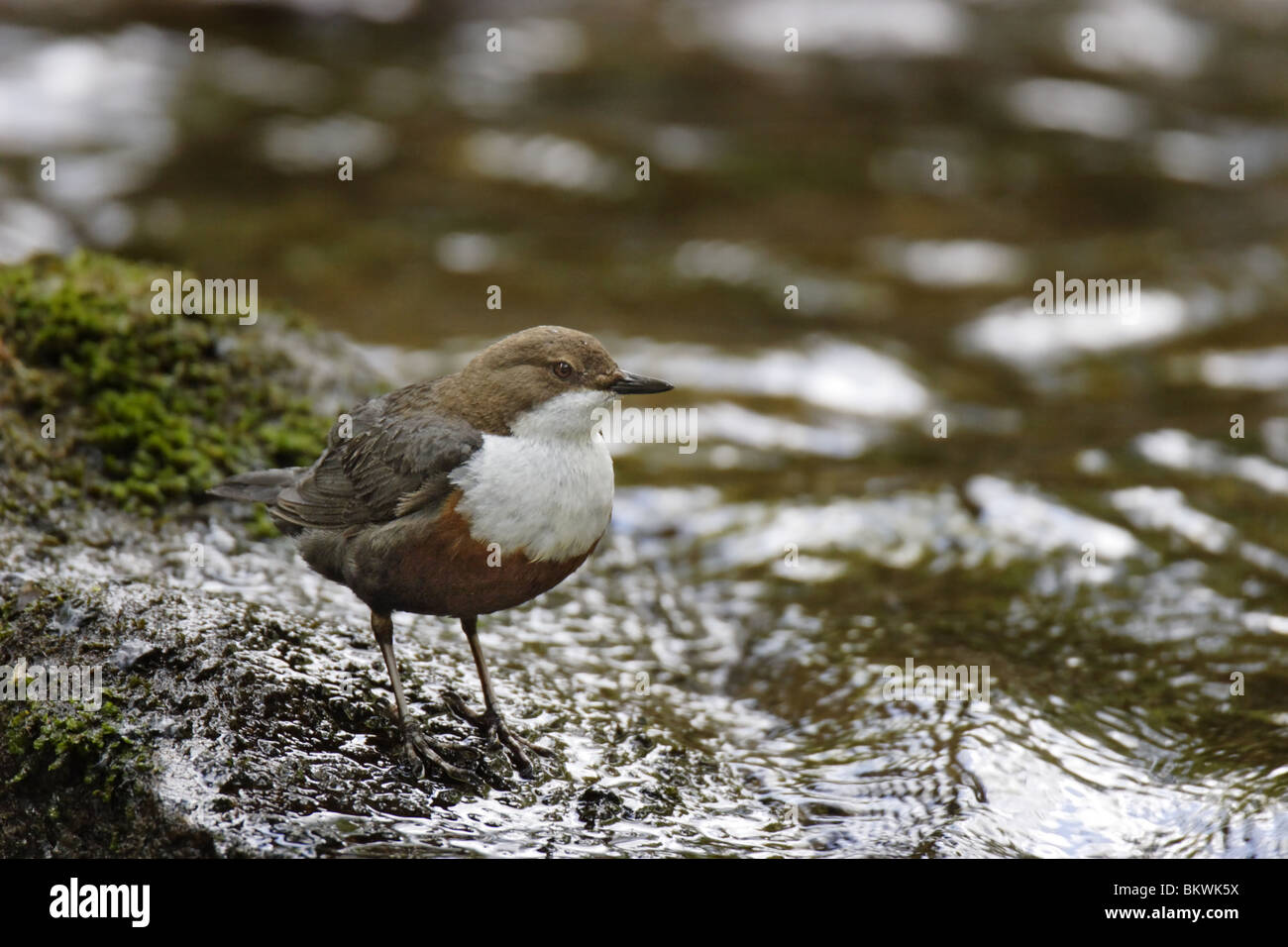 Wasseramsel, Cinclus, European, White, throated, Dipper Stock Photo - Alamy