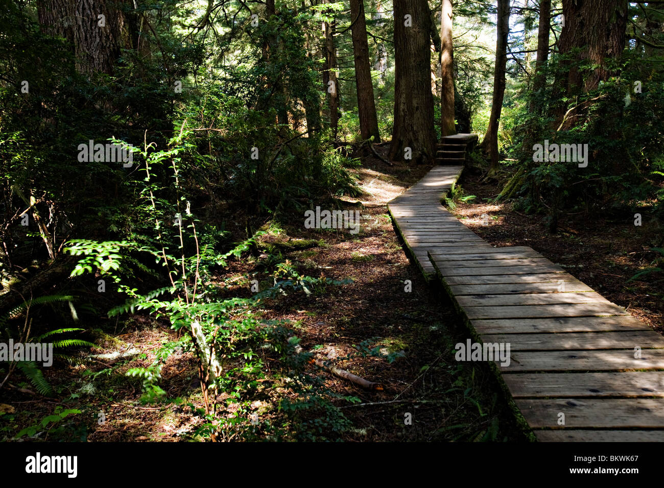 A board walk through the forest Stock Photo - Alamy