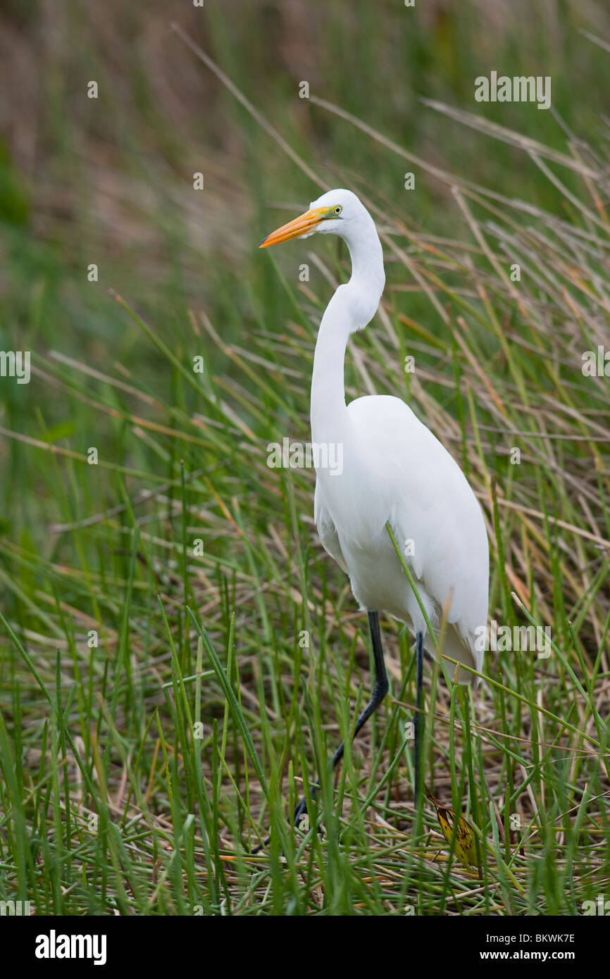 Great Egret (Ardea alba modesta), American subspecies Stock Photo - Alamy