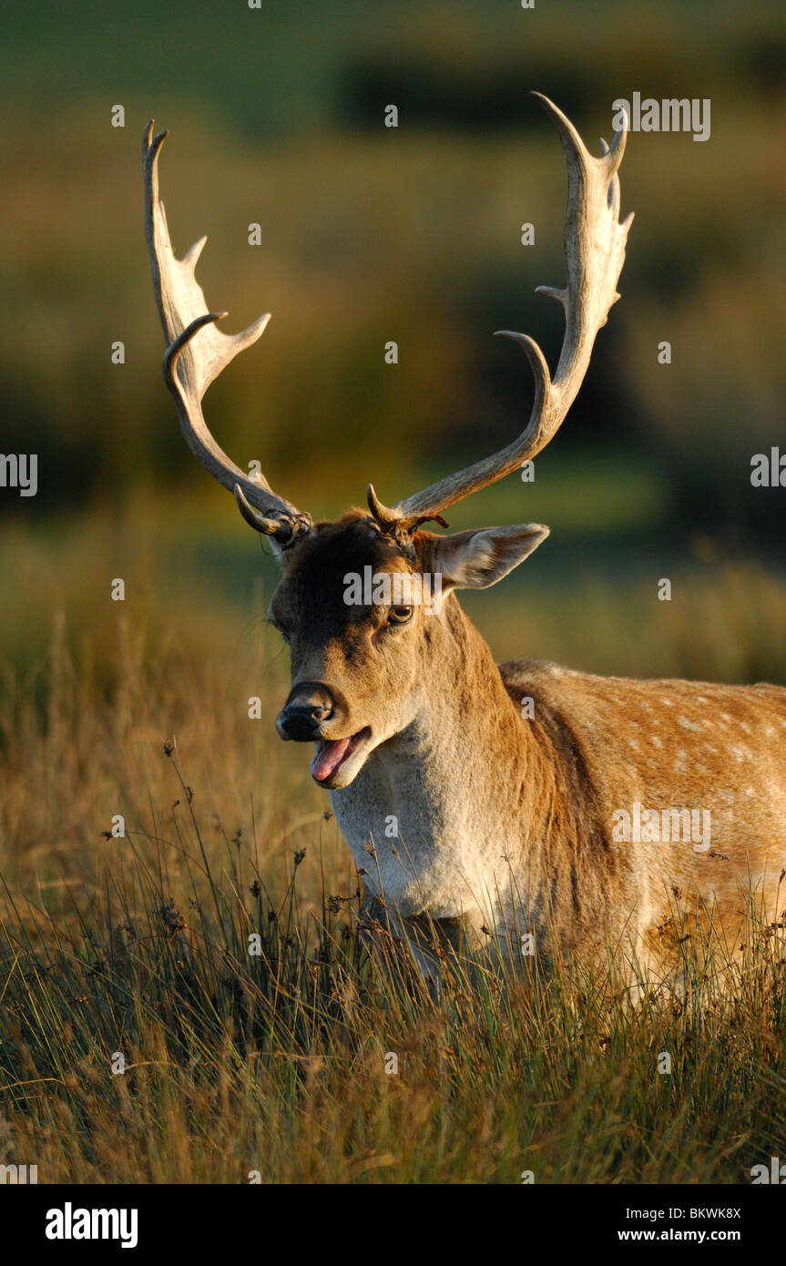 Fallow deer animal in bush hi-res stock photography and images - Alamy