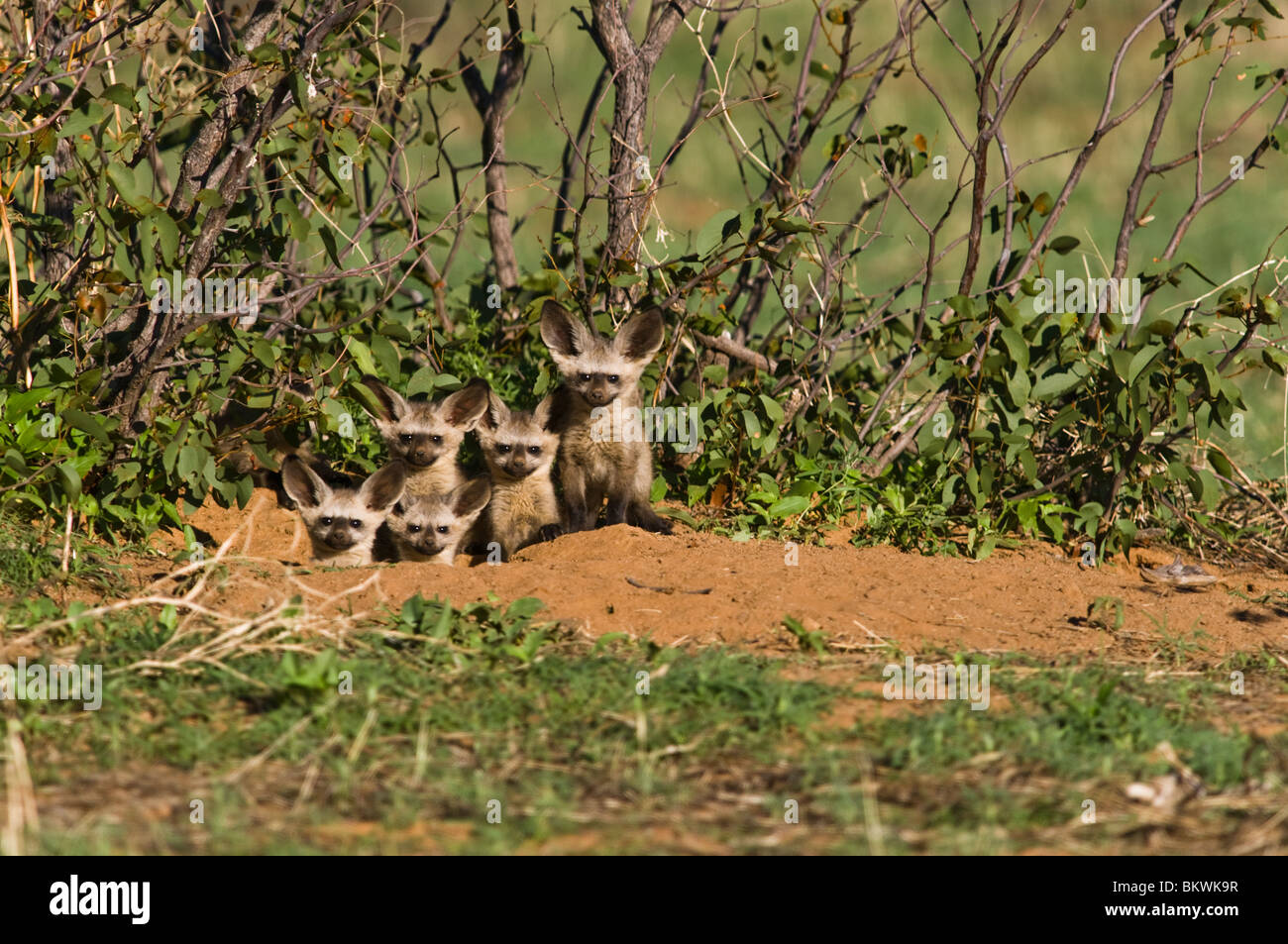 Family of inquisitive bat-eared fox cubs coming out of their den at ...