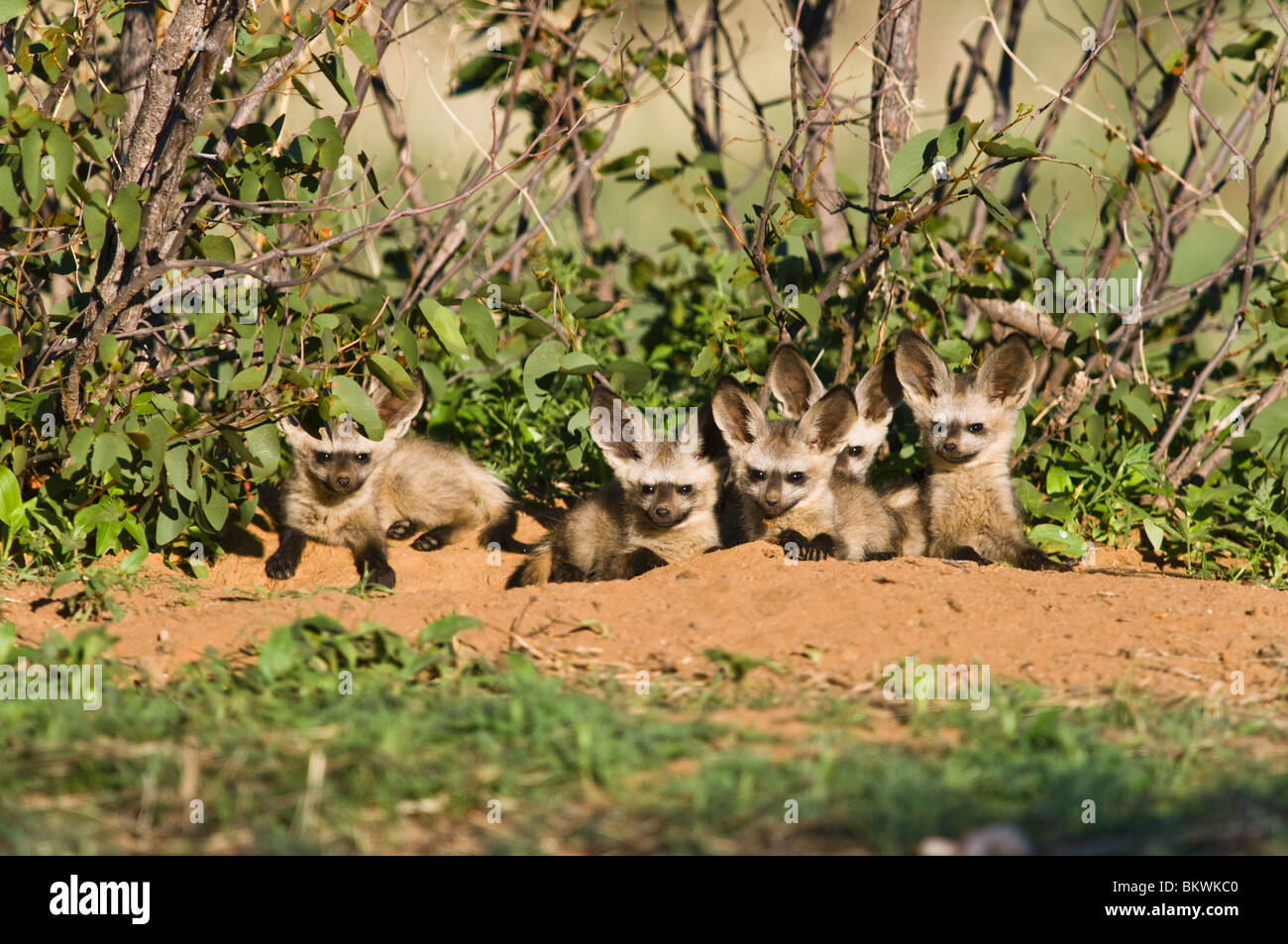 Family of inquisitive bat-eared fox cubs coming out of their den at ...