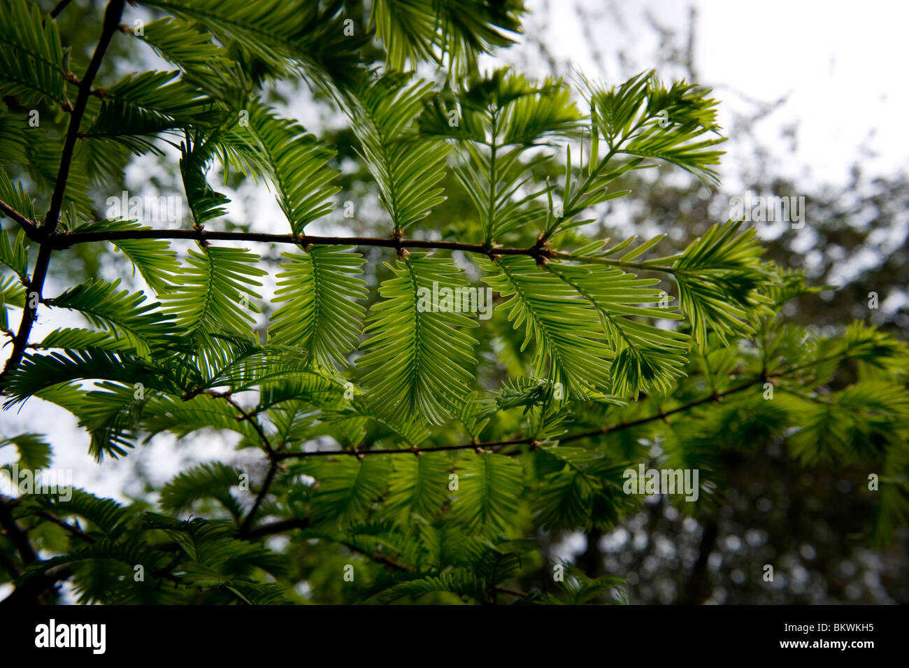 Cambridge University Botanic Garden, Cambridge,Britain,UK. The Dawn ...