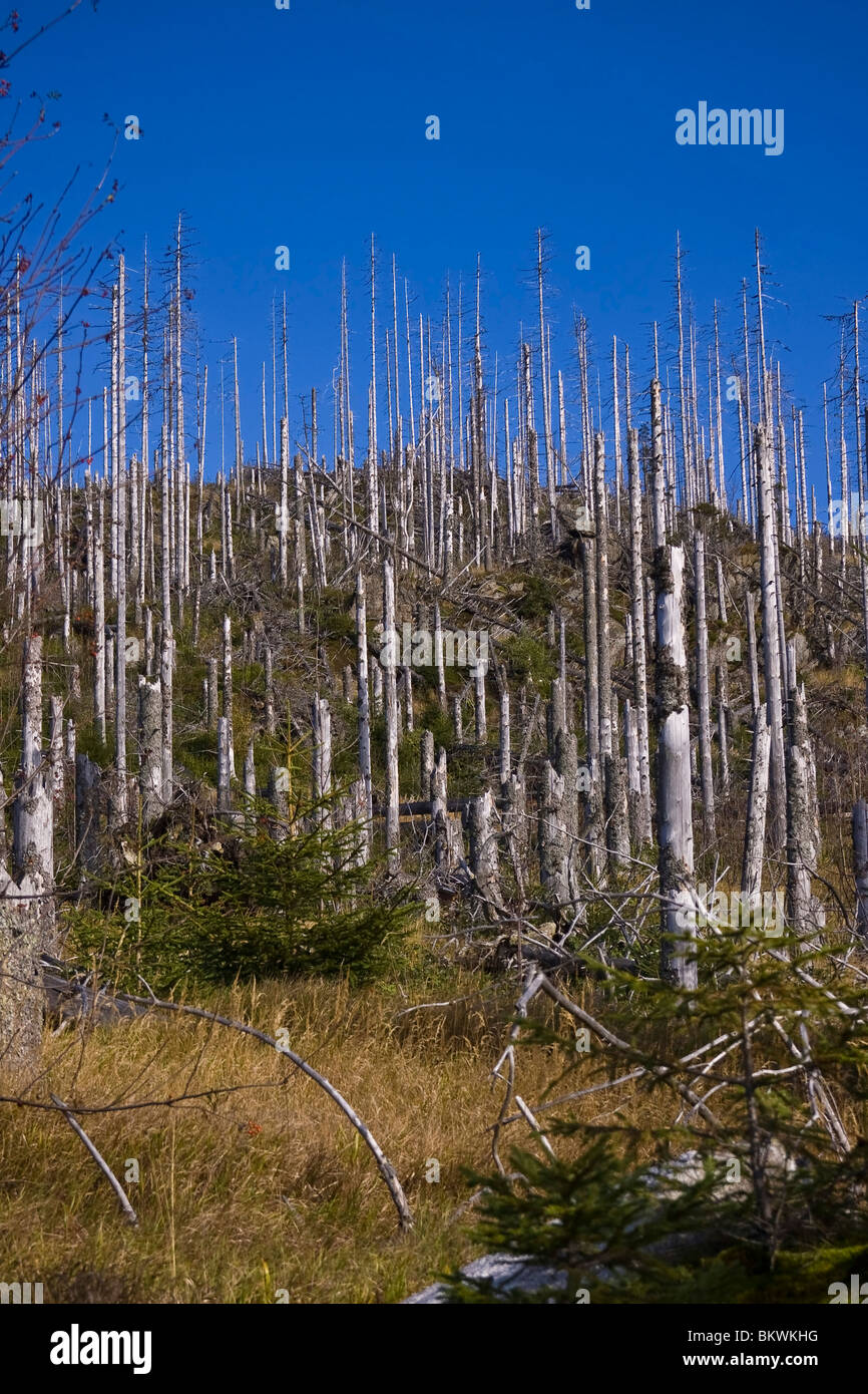 Forest decline hi-res stock photography and images - Alamy