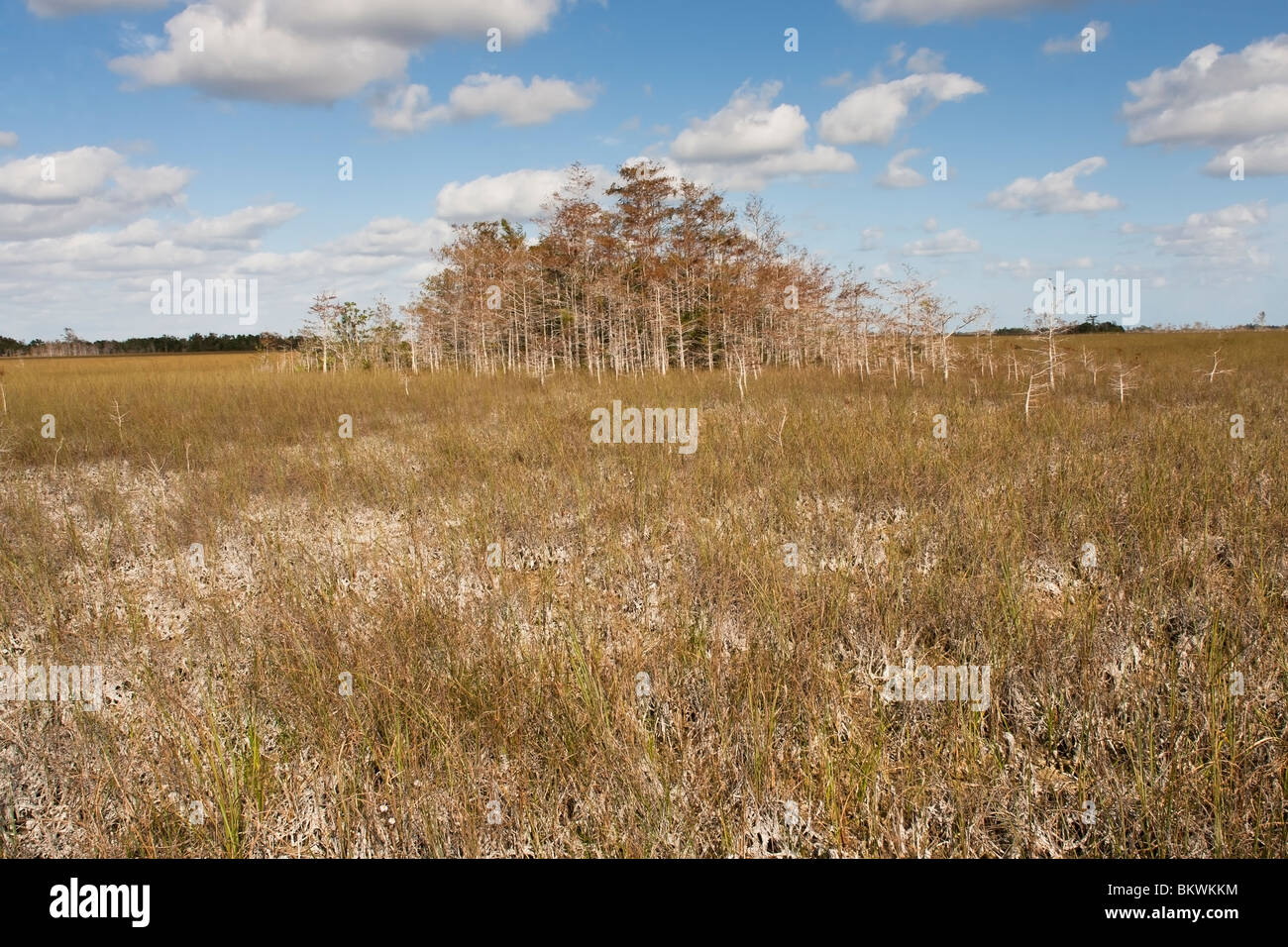 The Florida Everglades landscape Stock Photo - Alamy