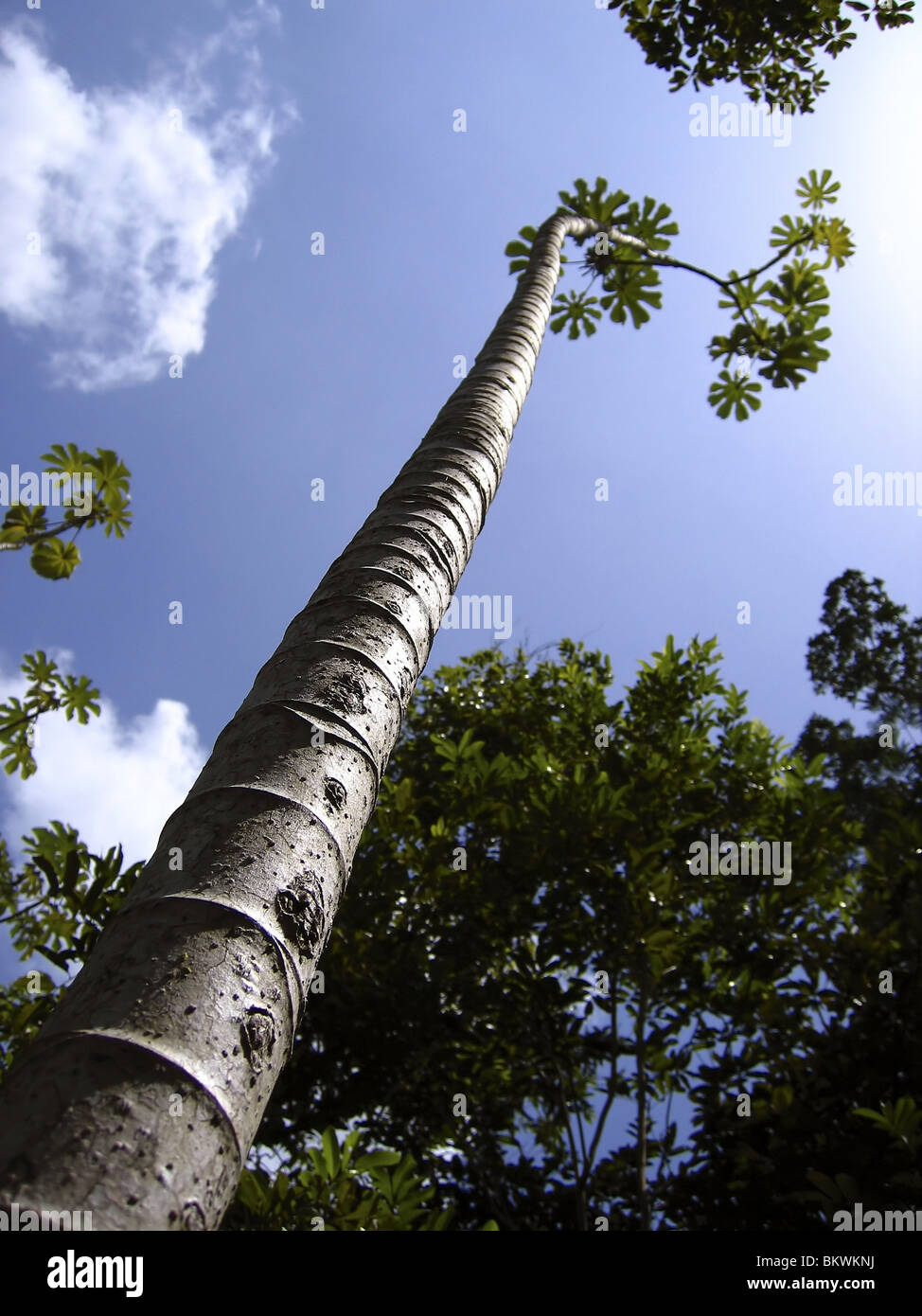 Tall thin trees hi-res stock photography and images - Alamy