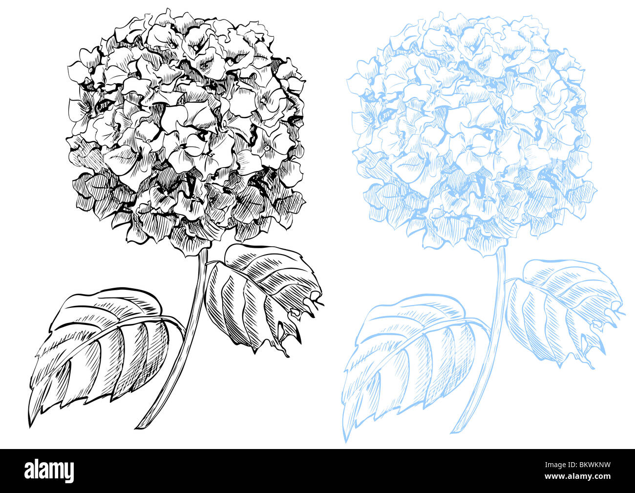 Illustration of blue hydrangea Stock Photo - Alamy