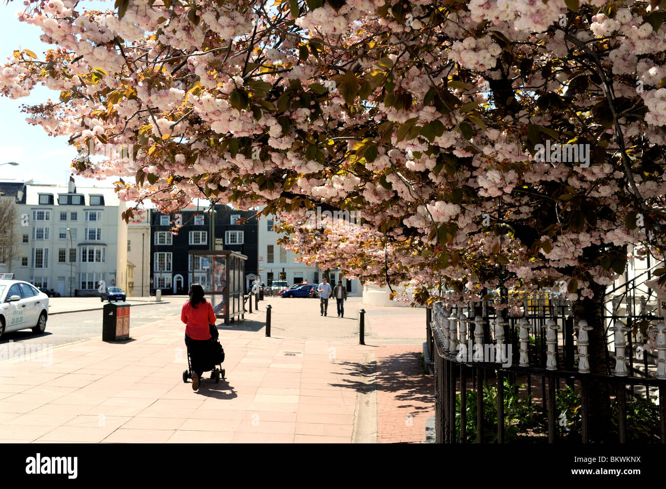 Cherry blossom in full bloom in Brighton city centre at spring time UK ...