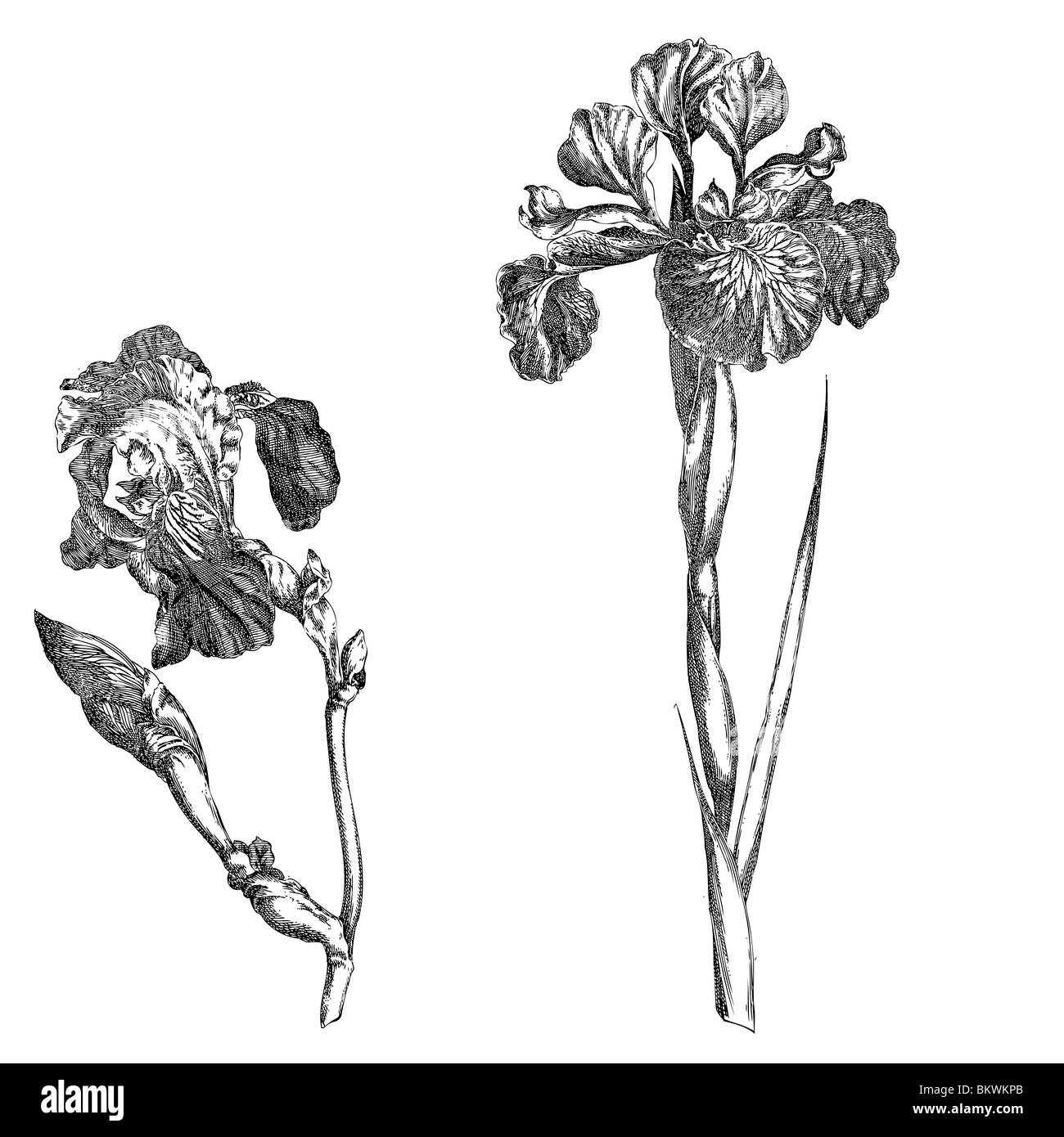 Vintage Flower Illustration Black And White