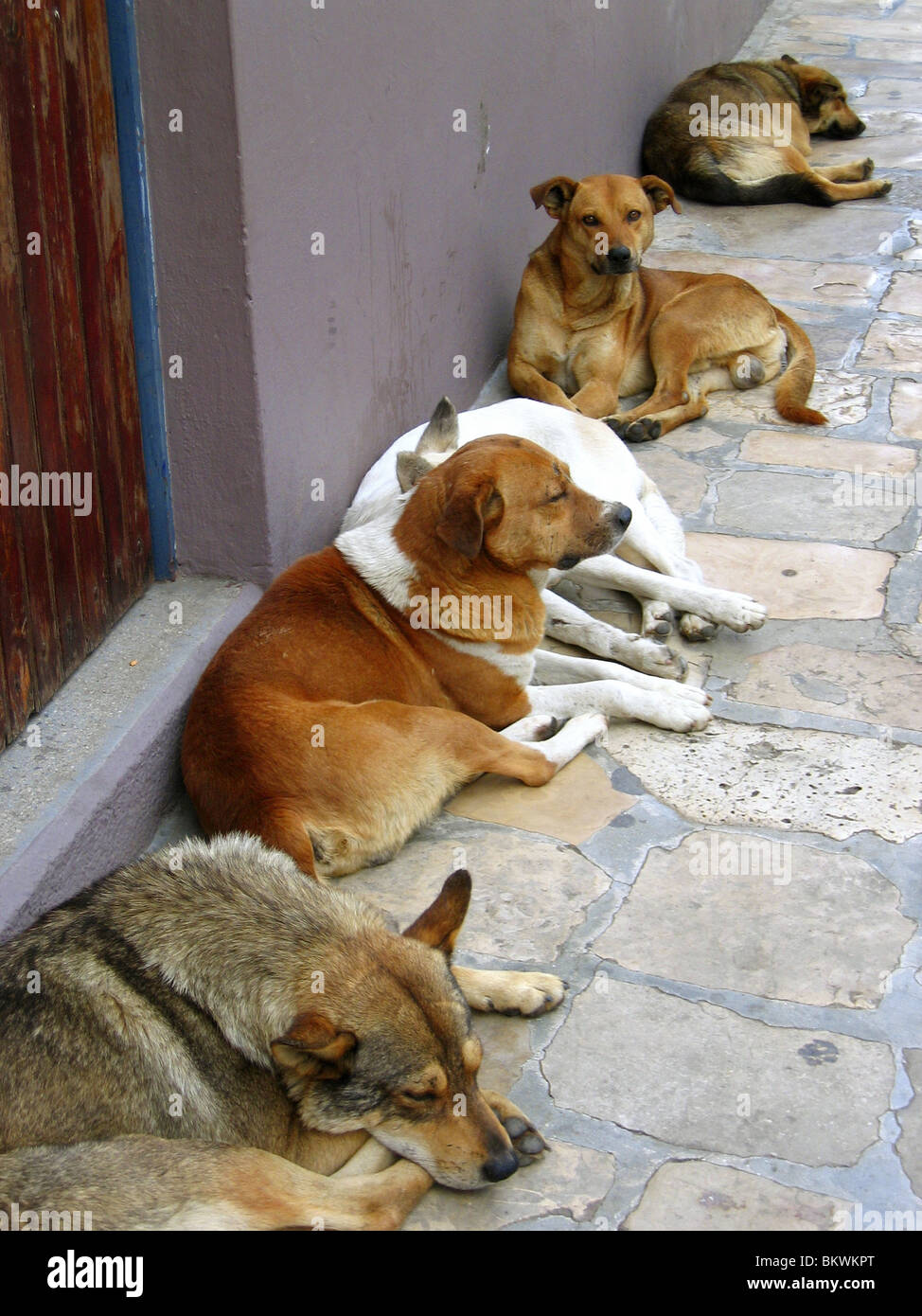mexican street dogs lazy having a rest on the floor Stock Photo - Alamy