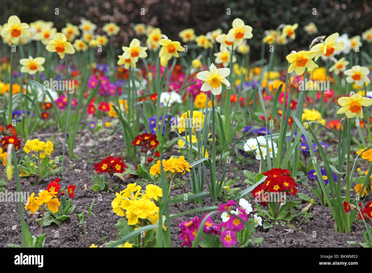 Daffodils and primula - spring bedding display Stock Photo - Alamy
