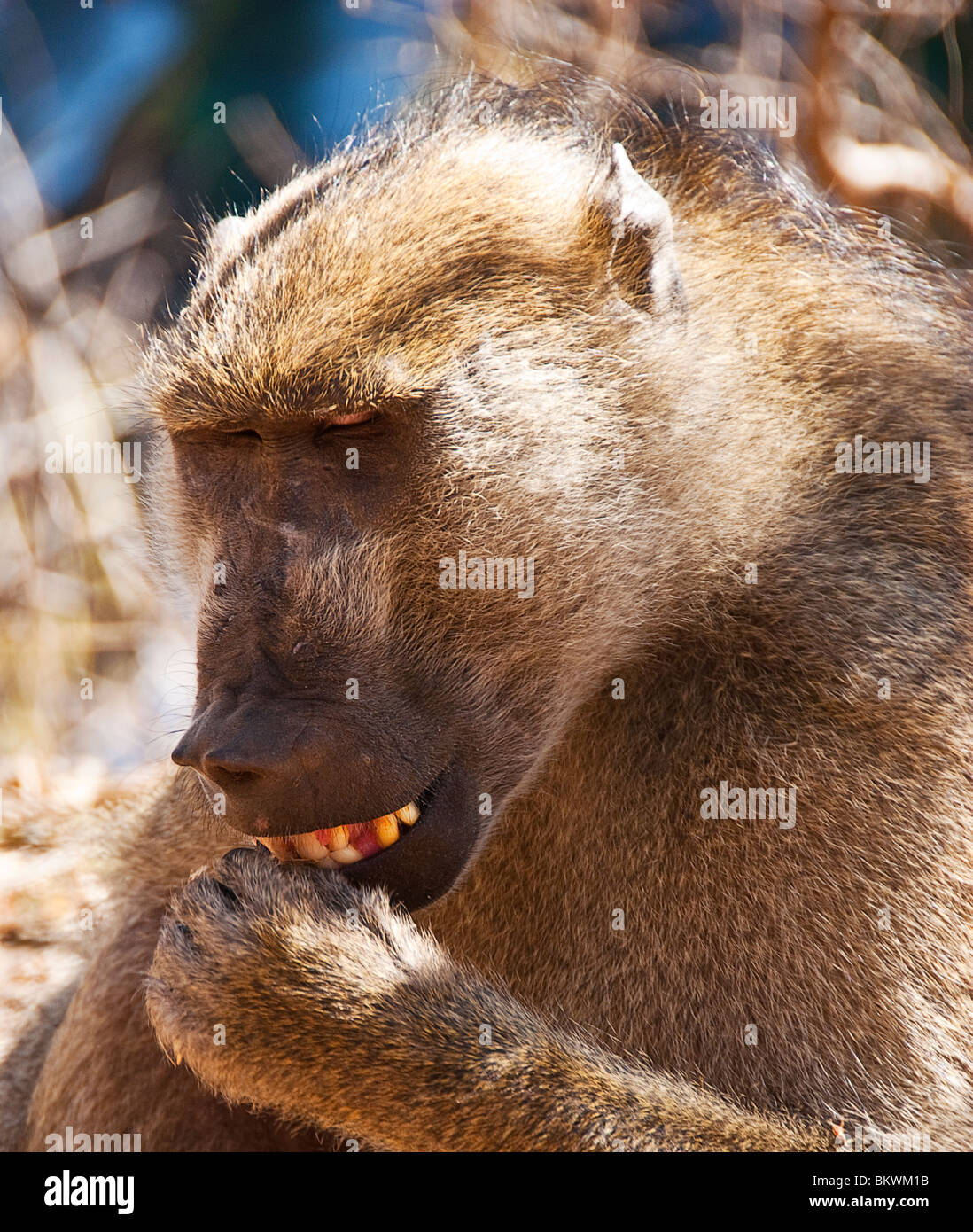 Baboon teeth hi-res stock photography and images - Alamy