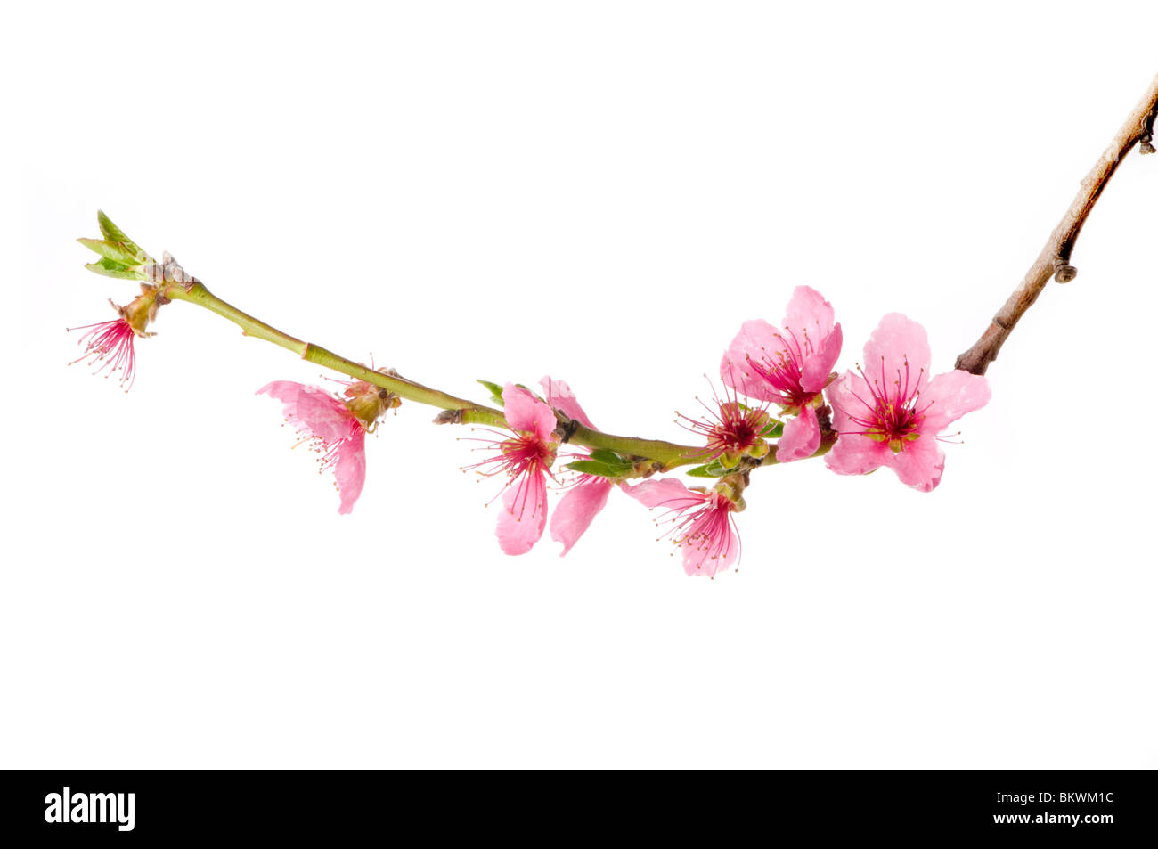 Delicate spring blossoms Cut Out Stock Images & Pictures - Alamy