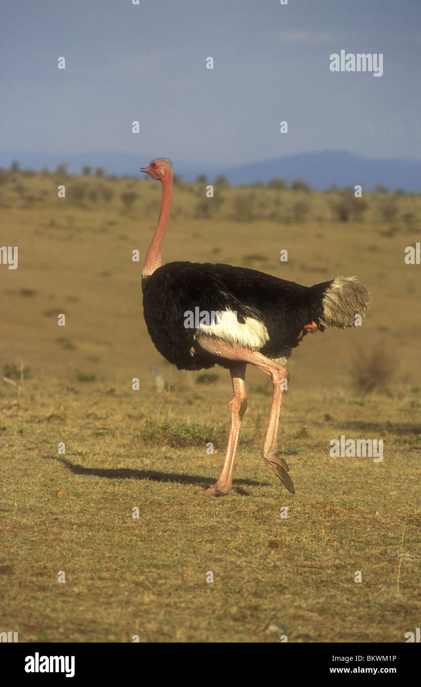 Common or Masai Ostrich in breeding plumage with red neck and legs in ...