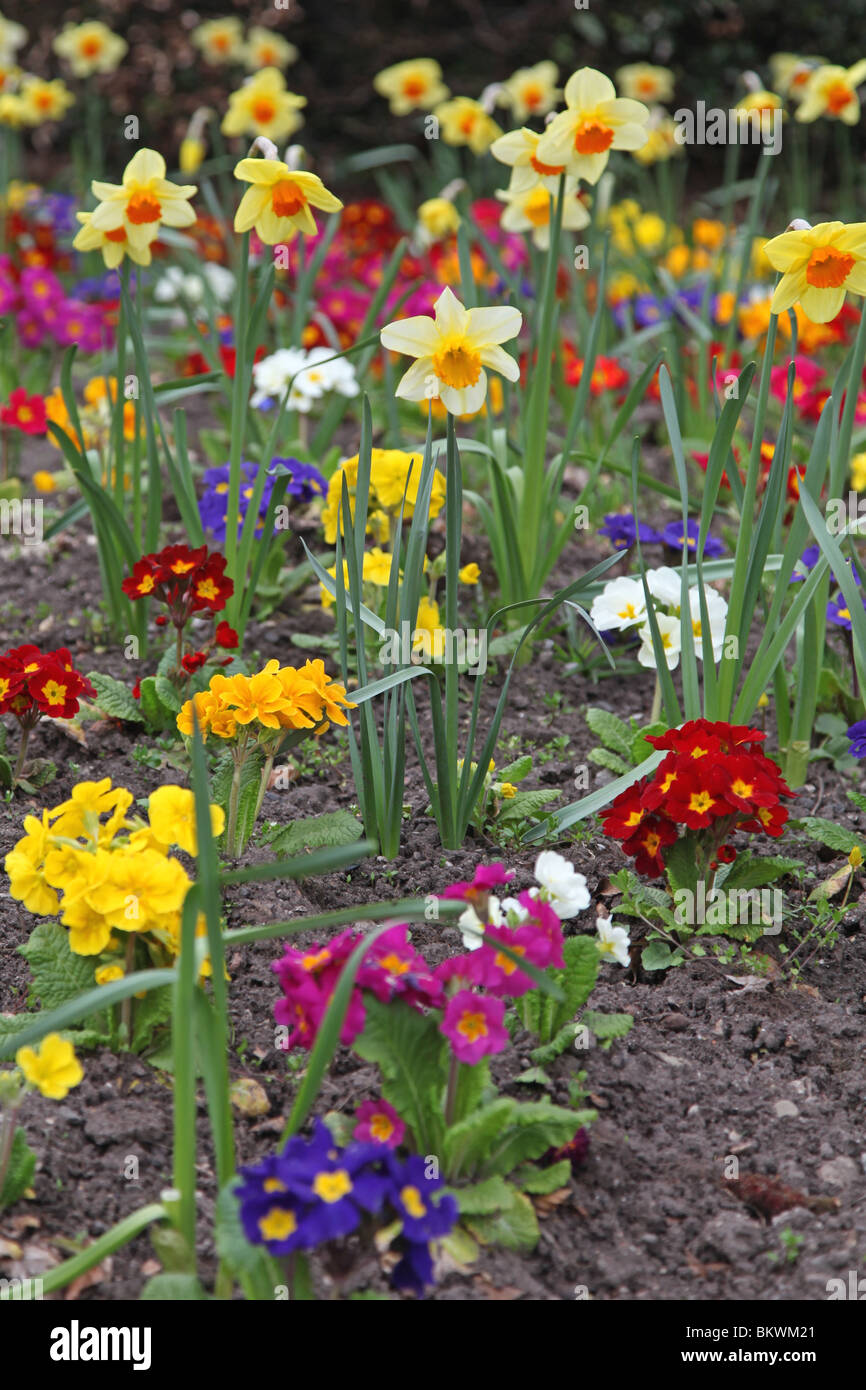 Spring flower bedding hi-res stock photography and images - Alamy