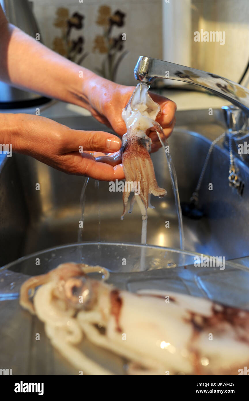 Freshly caught squid being washed and prepared under a tap ready for ...
