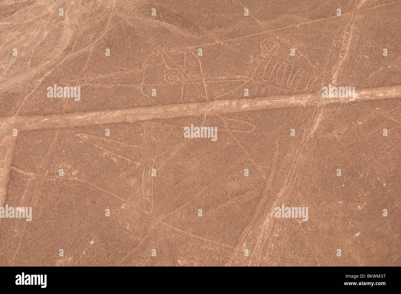 Aerial photo of the whale pattern of Nazca lines, Peru Stock Photo - Alamy