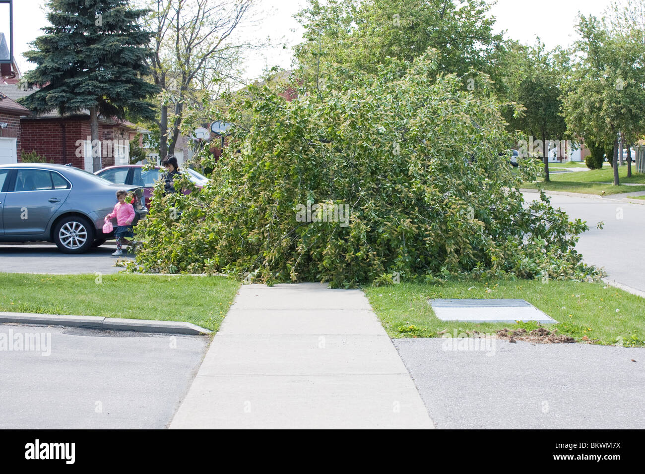 sidewalk walkway street block tree down damage green fall blue sky ...
