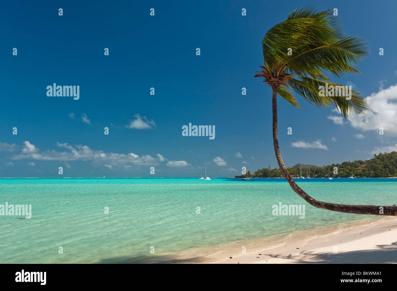 A Loan Palm and the Crystal Clear Turquoise Water of Matira Beach and ...
