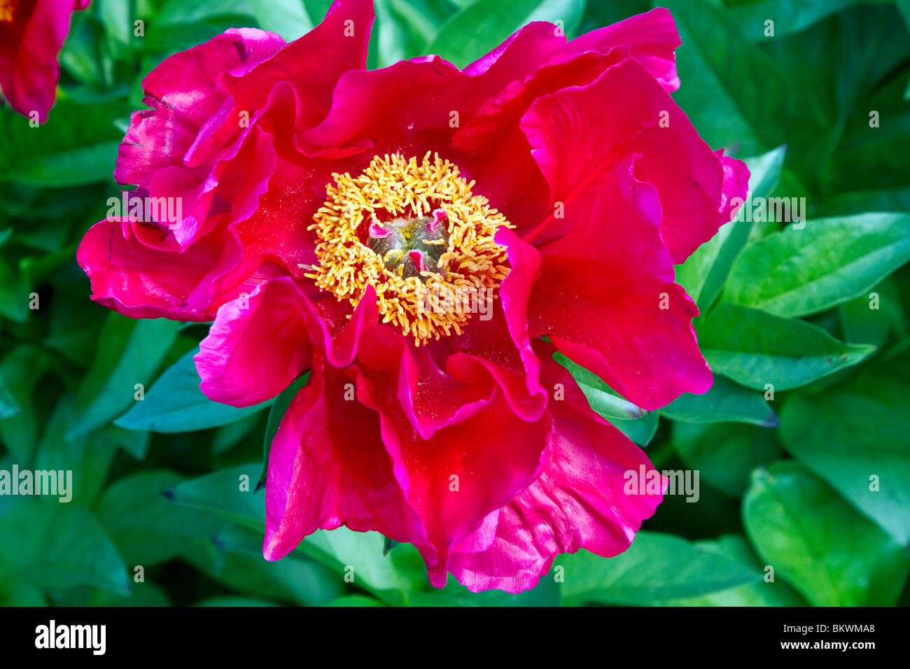 Red paeonia hi-res stock photography and images - Alamy